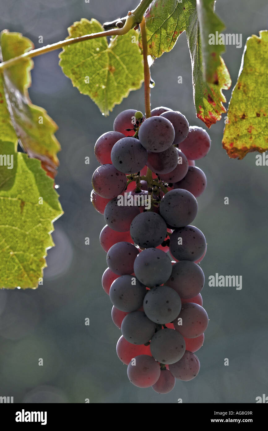 grape-vine, vine (Vitis vinifera), red bunch of grapes, Germany Stock ...