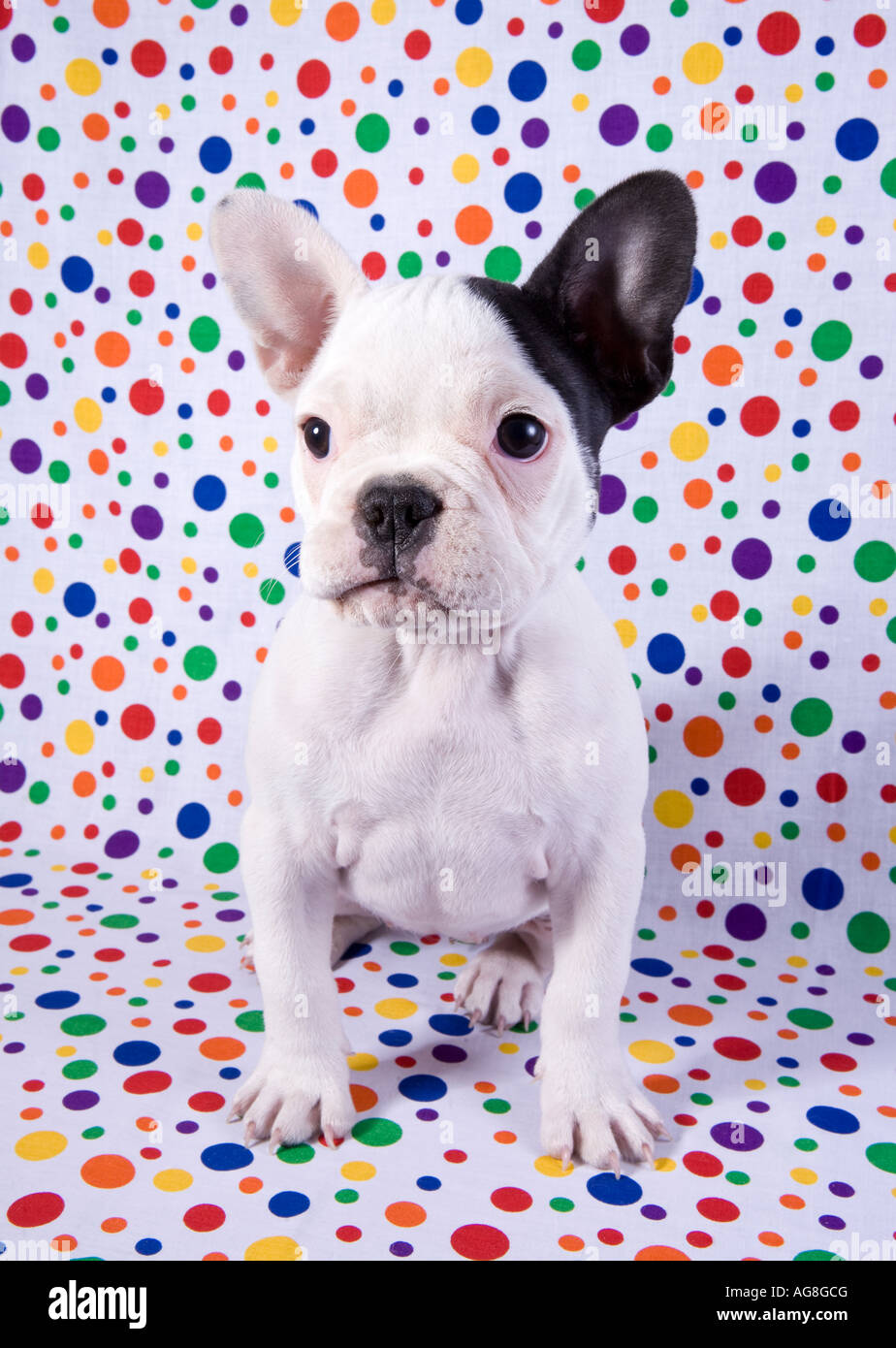 French Bulldog puppy on rainbow colored polka dotted background Stock ...