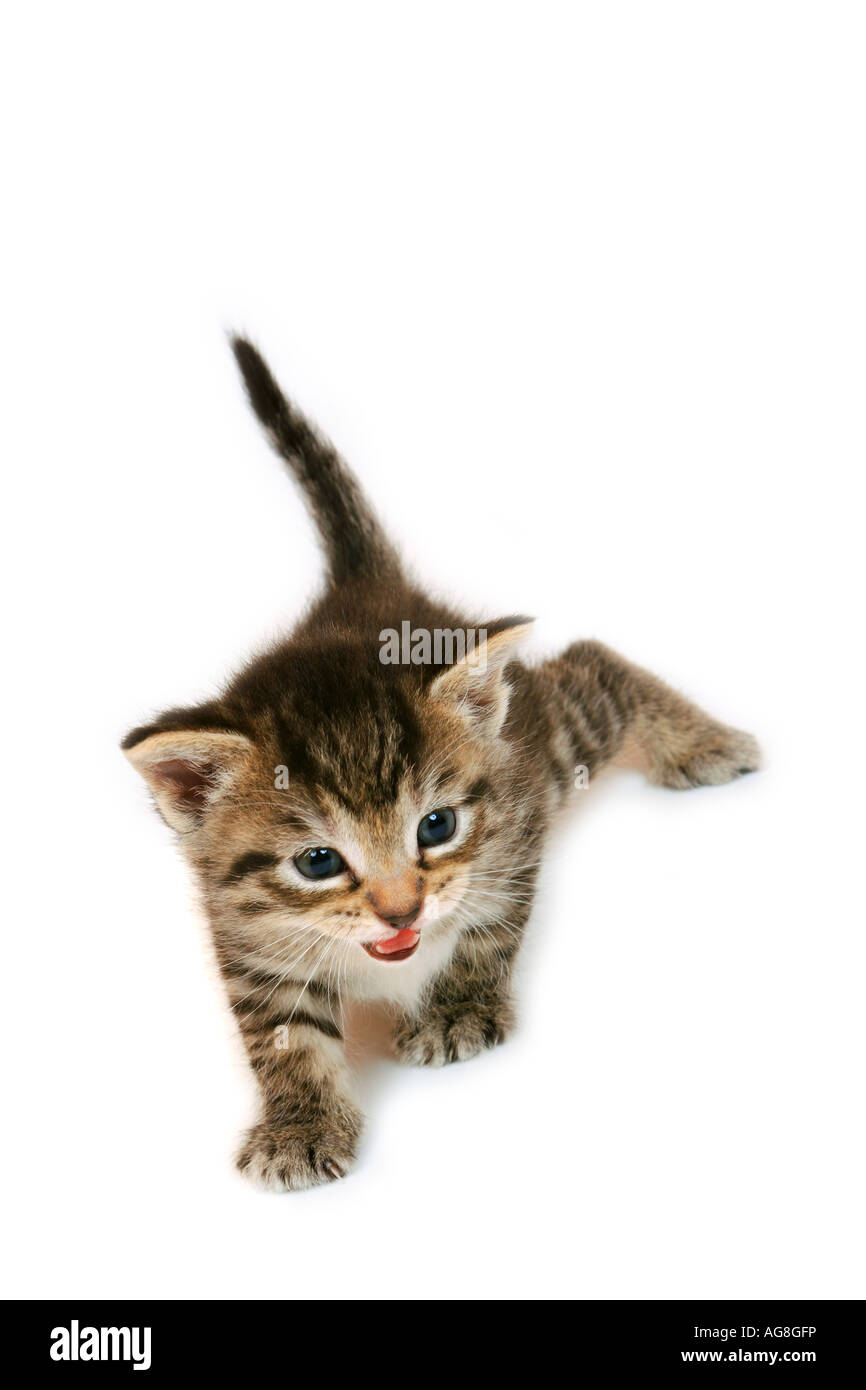 domestic cat, house cat (Felis silvestris f. catus), kitten miaowing ...