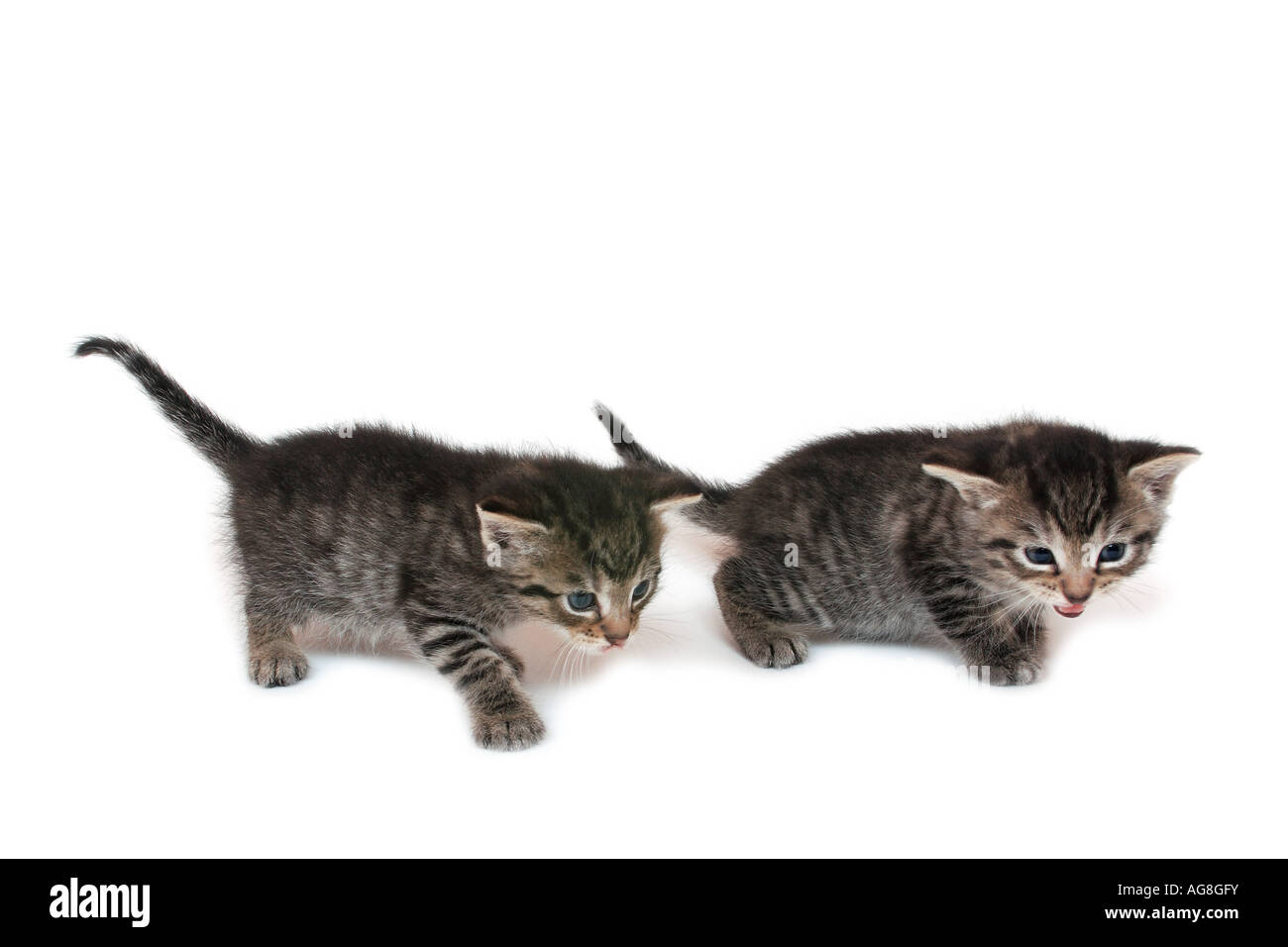 domestic cat, house cat (Felis silvestris f. catus), kittens miaowing ...