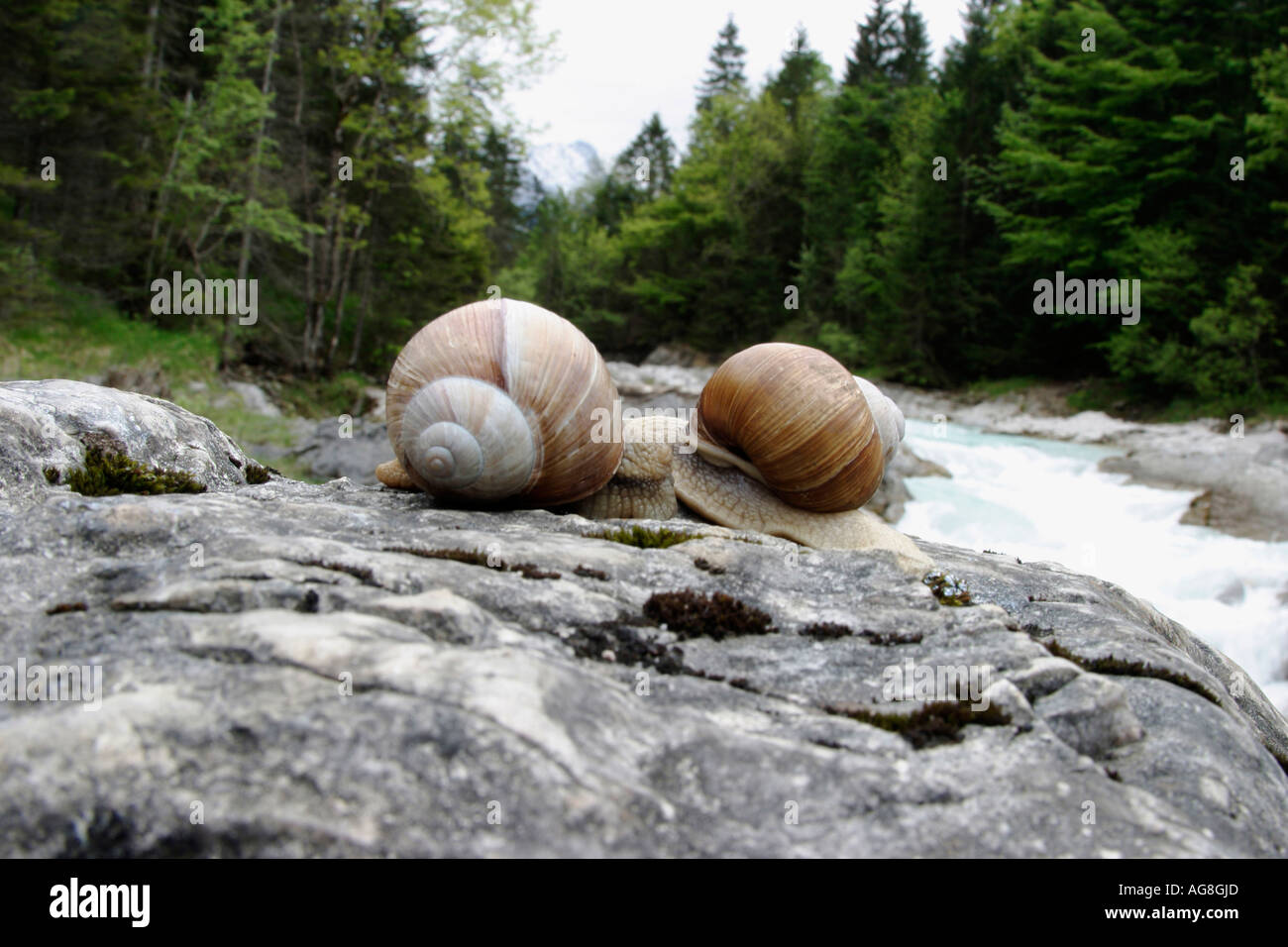 Edible Snails, Bavaria, Germany / (Helix pomatia Stock Photo - Alamy