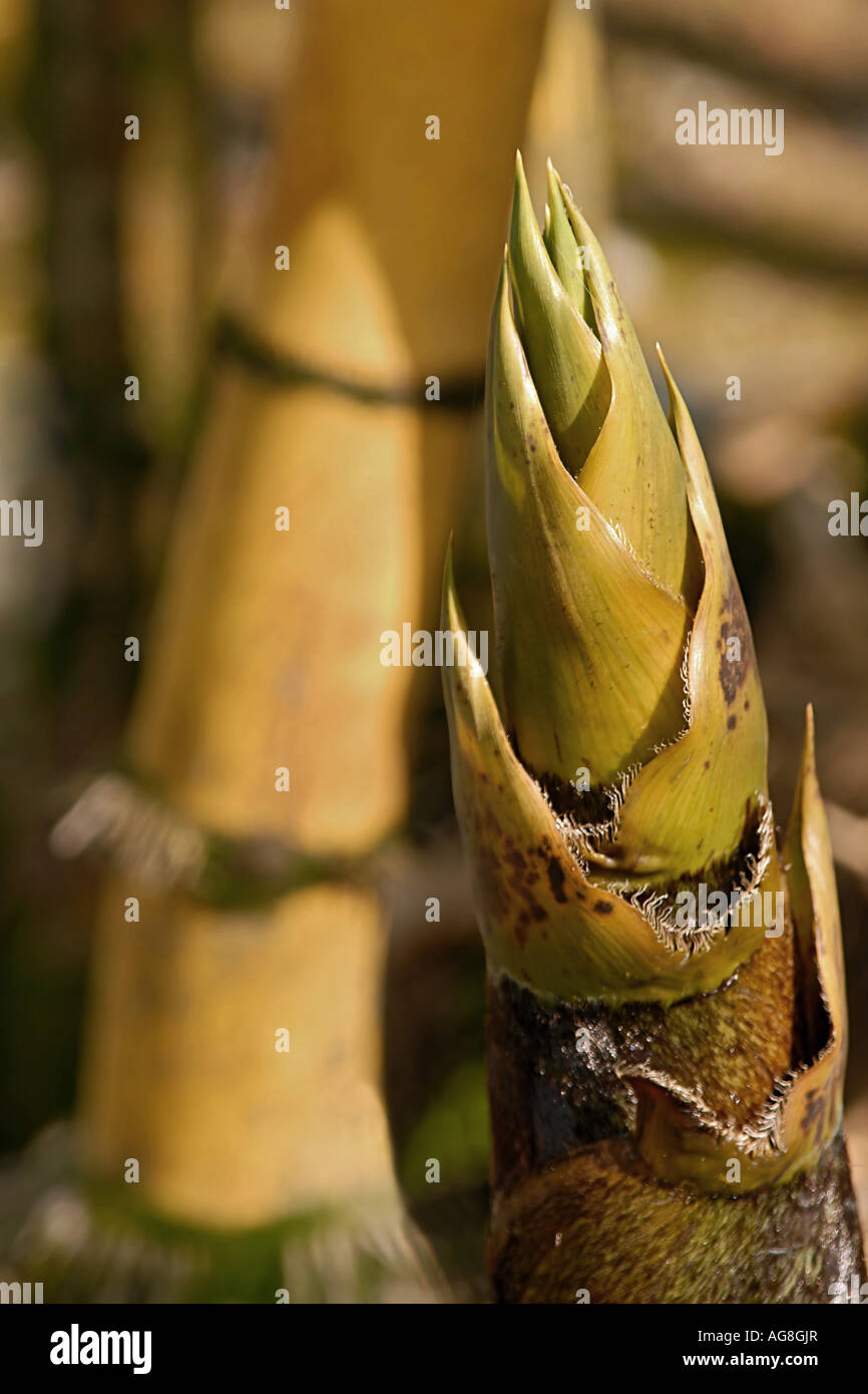 detail of a Bamboo Sprout Stock Photo - Alamy