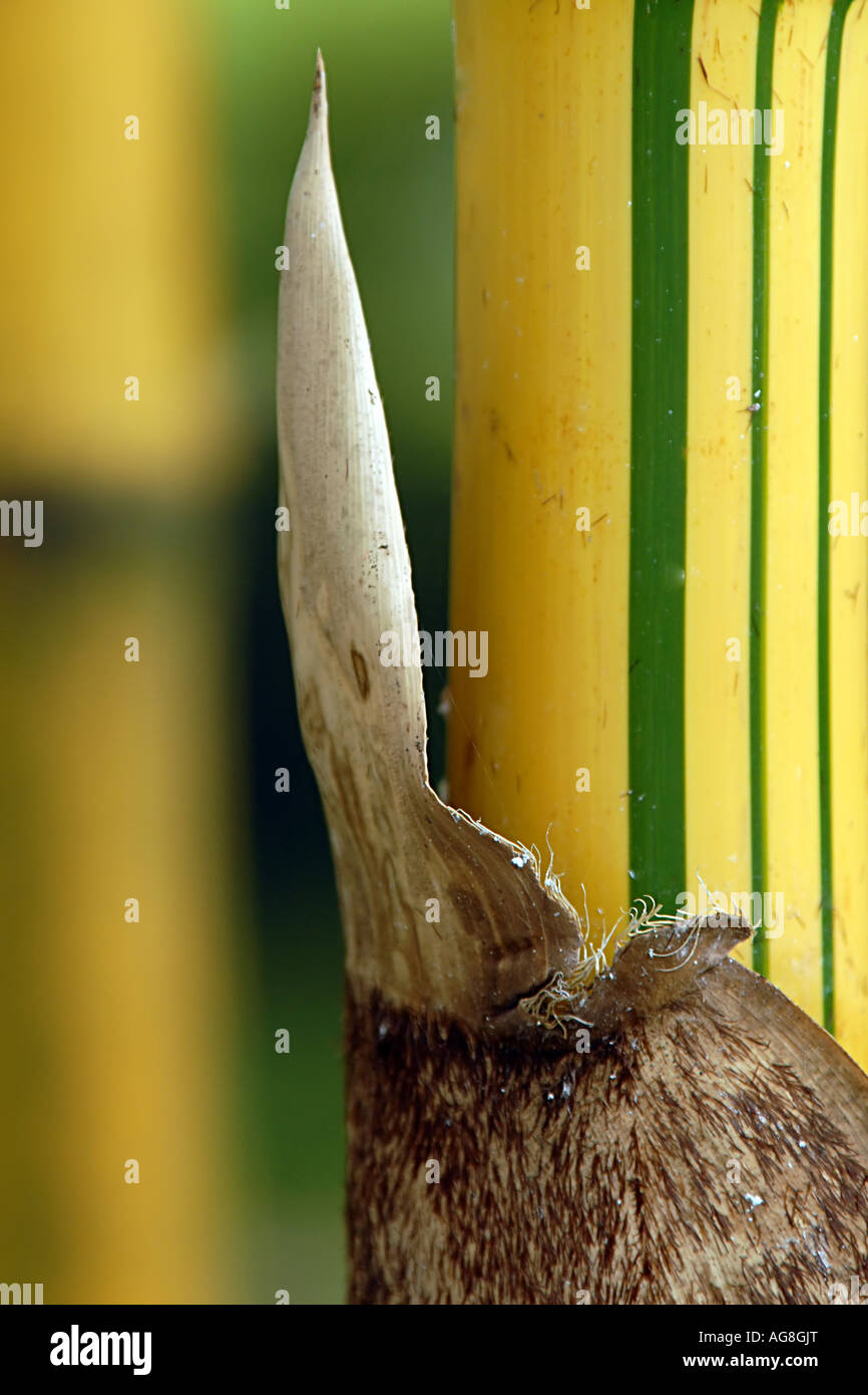 Bamboo spear hi-res stock photography and images - Alamy
