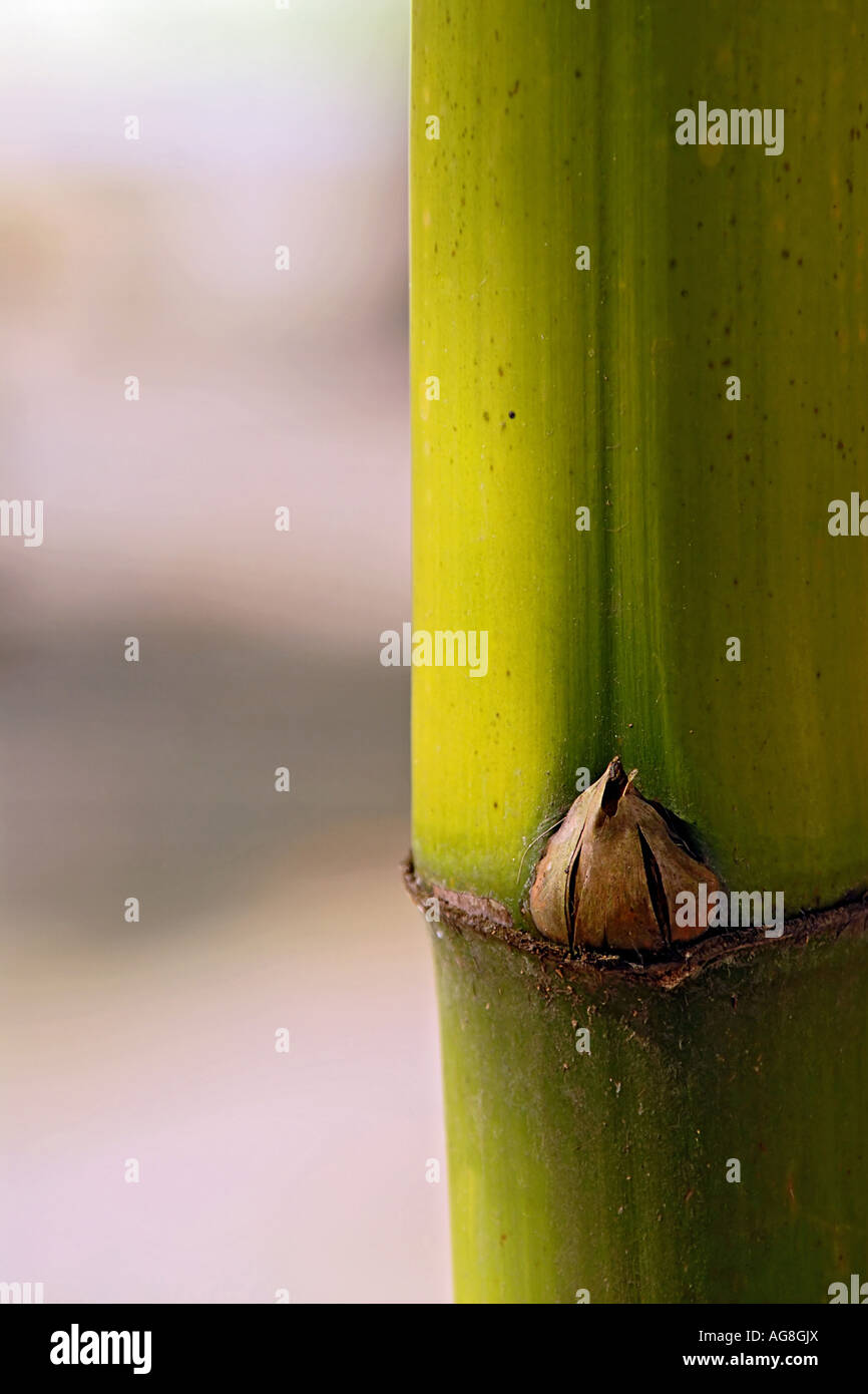 detail of a bamboo sprout Stock Photo - Alamy