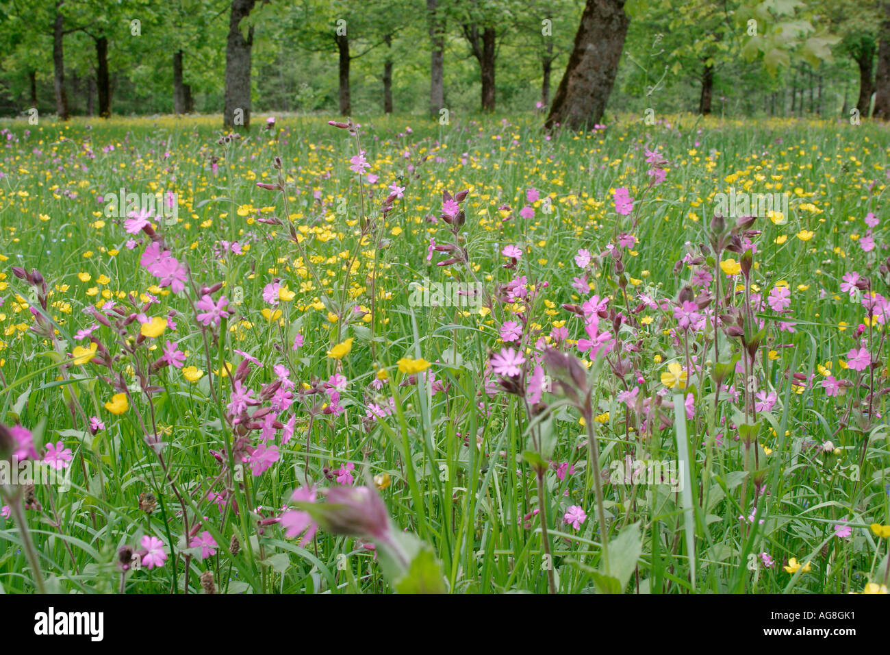 Red Campions and Corn Buttercup / (Silene dioica), (Ranunculus arvensis ...