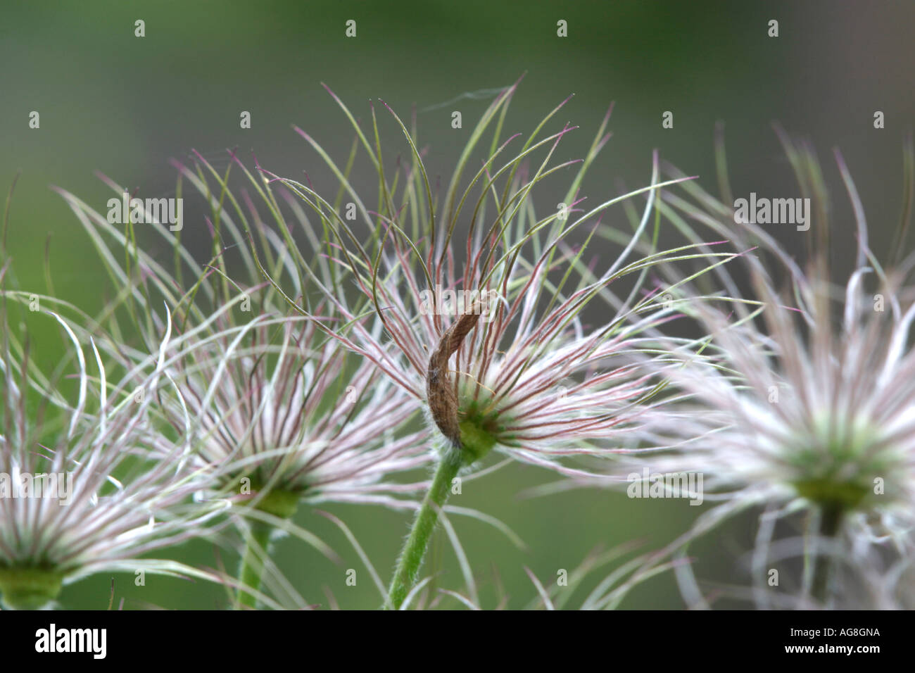 Seedhead flower hi-res stock photography and images - Alamy