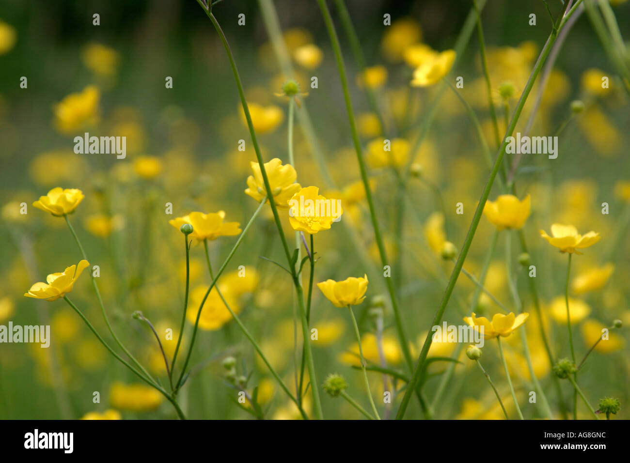 Ranunculus arvensis hi-res stock photography and images - Alamy