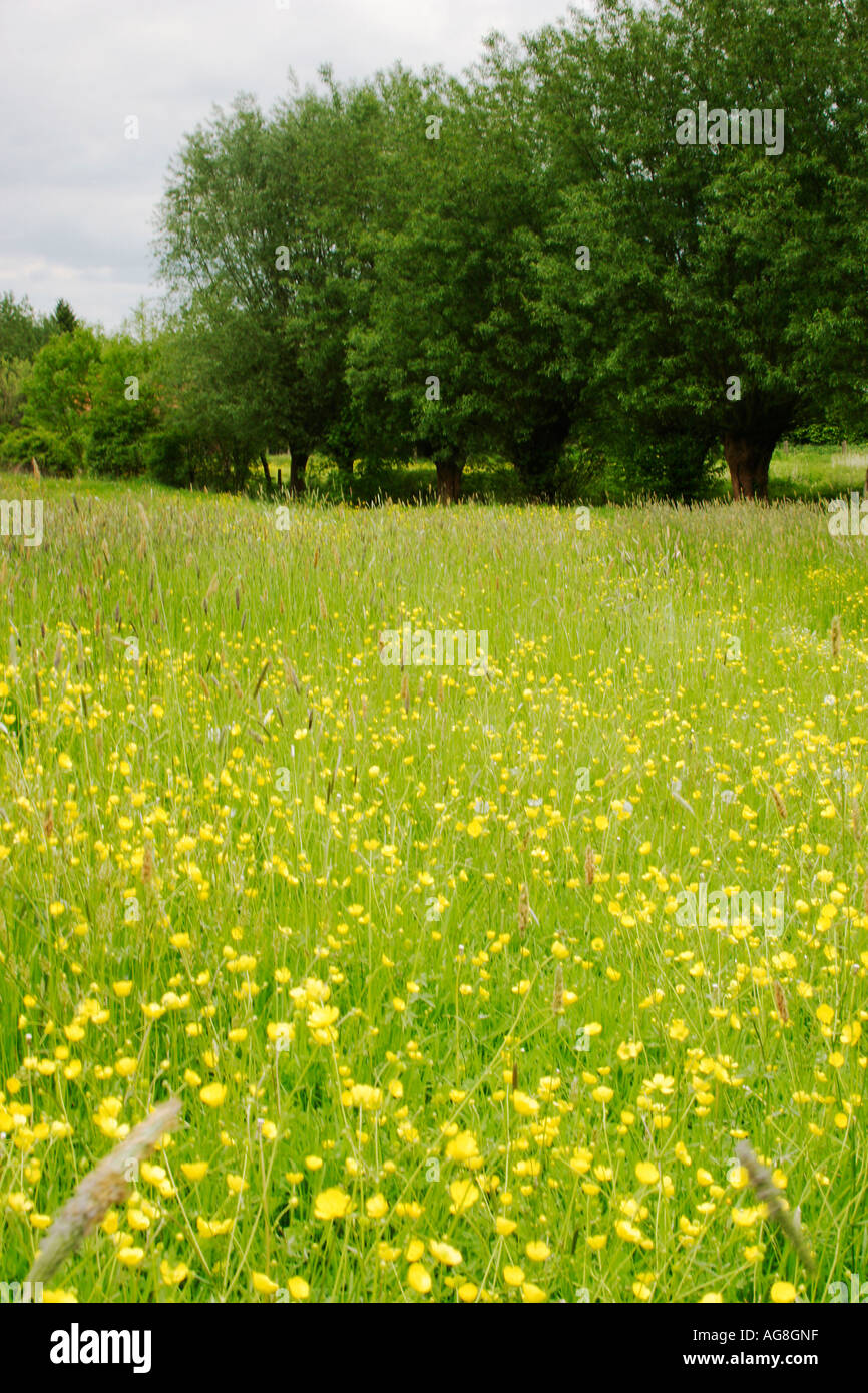 Ranunculus arvensis hi-res stock photography and images - Alamy