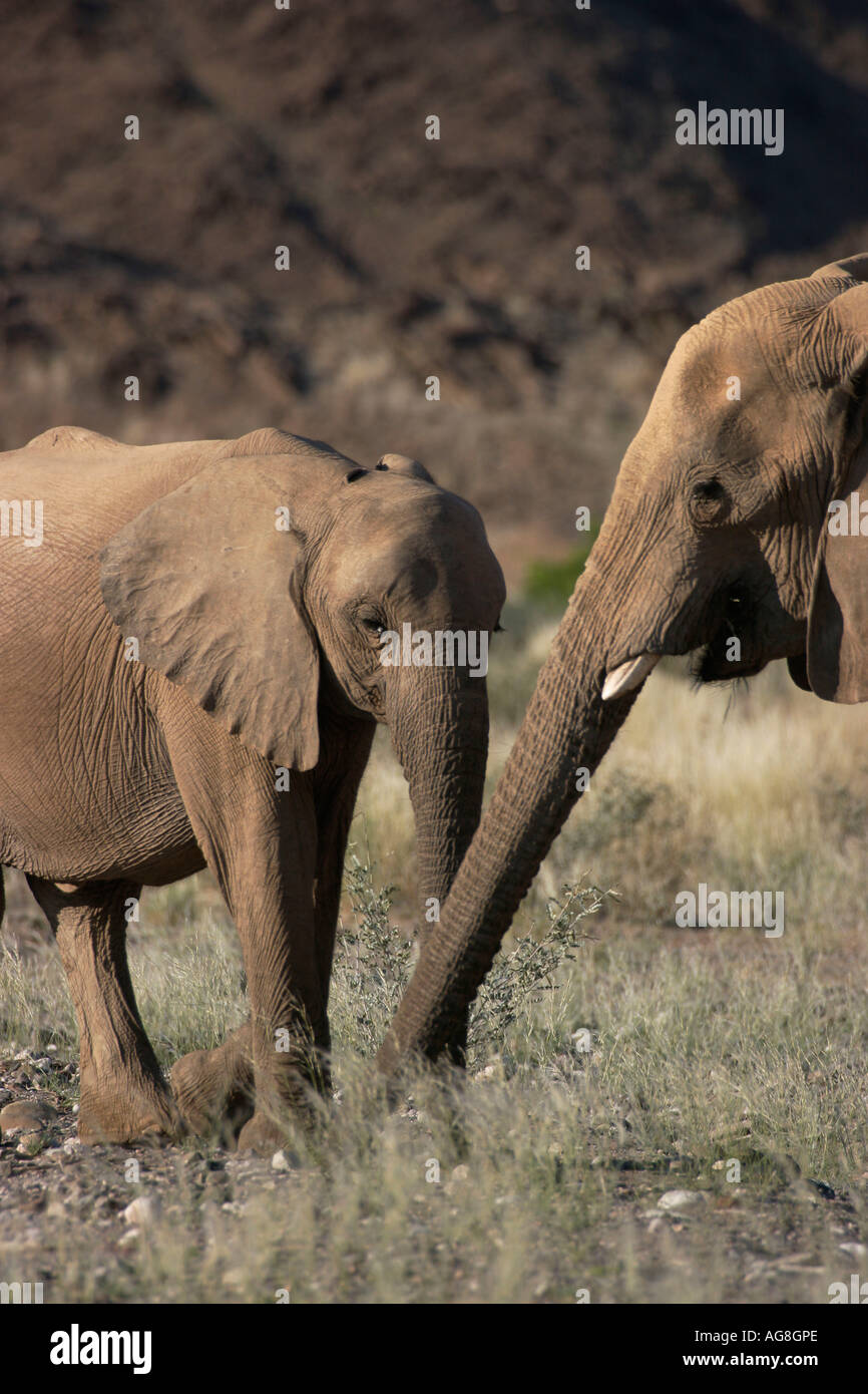 Cow calf elephants hi-res stock photography and images - Alamy