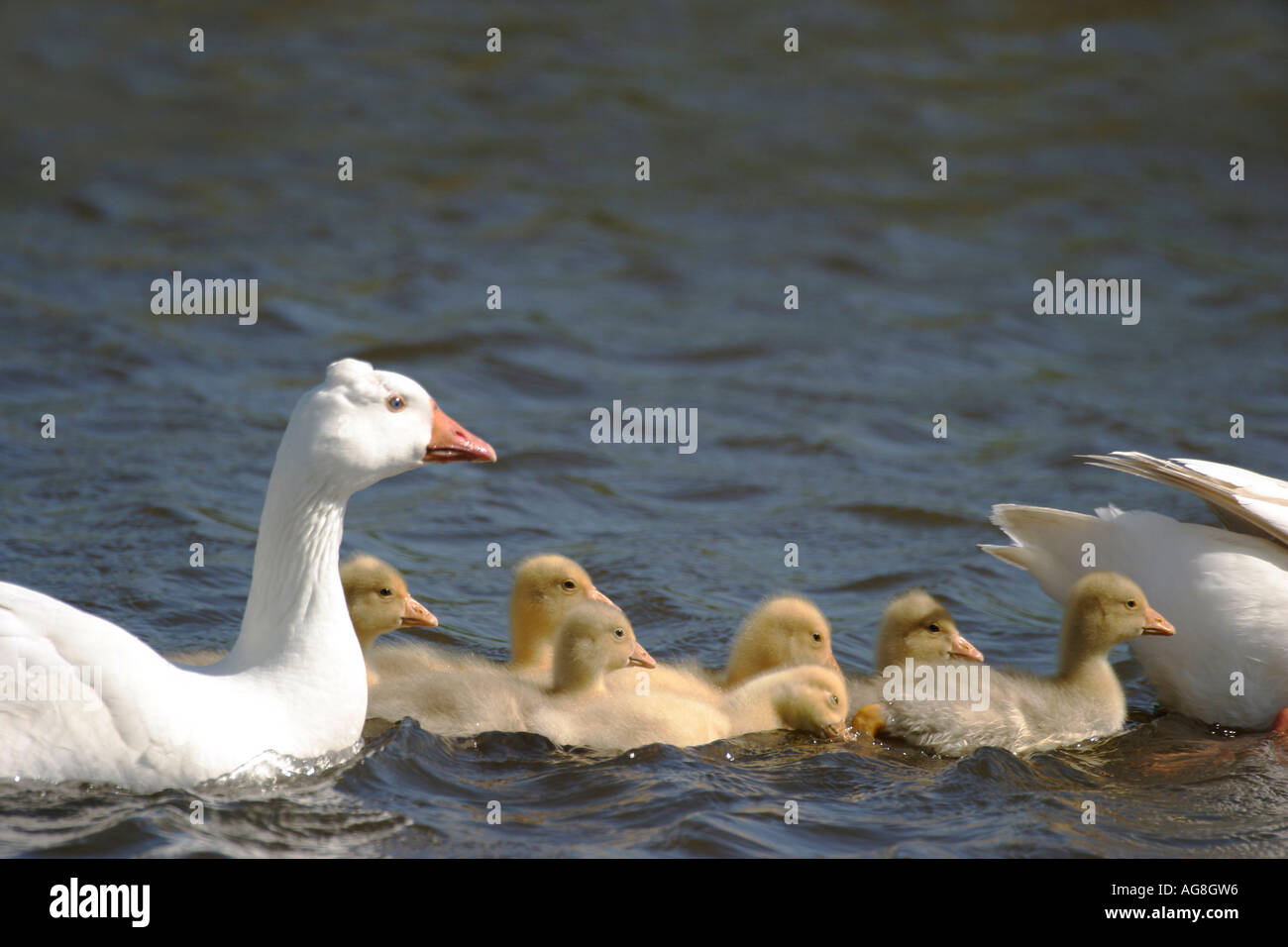 Netherlands eight hi-res stock photography and images - Alamy