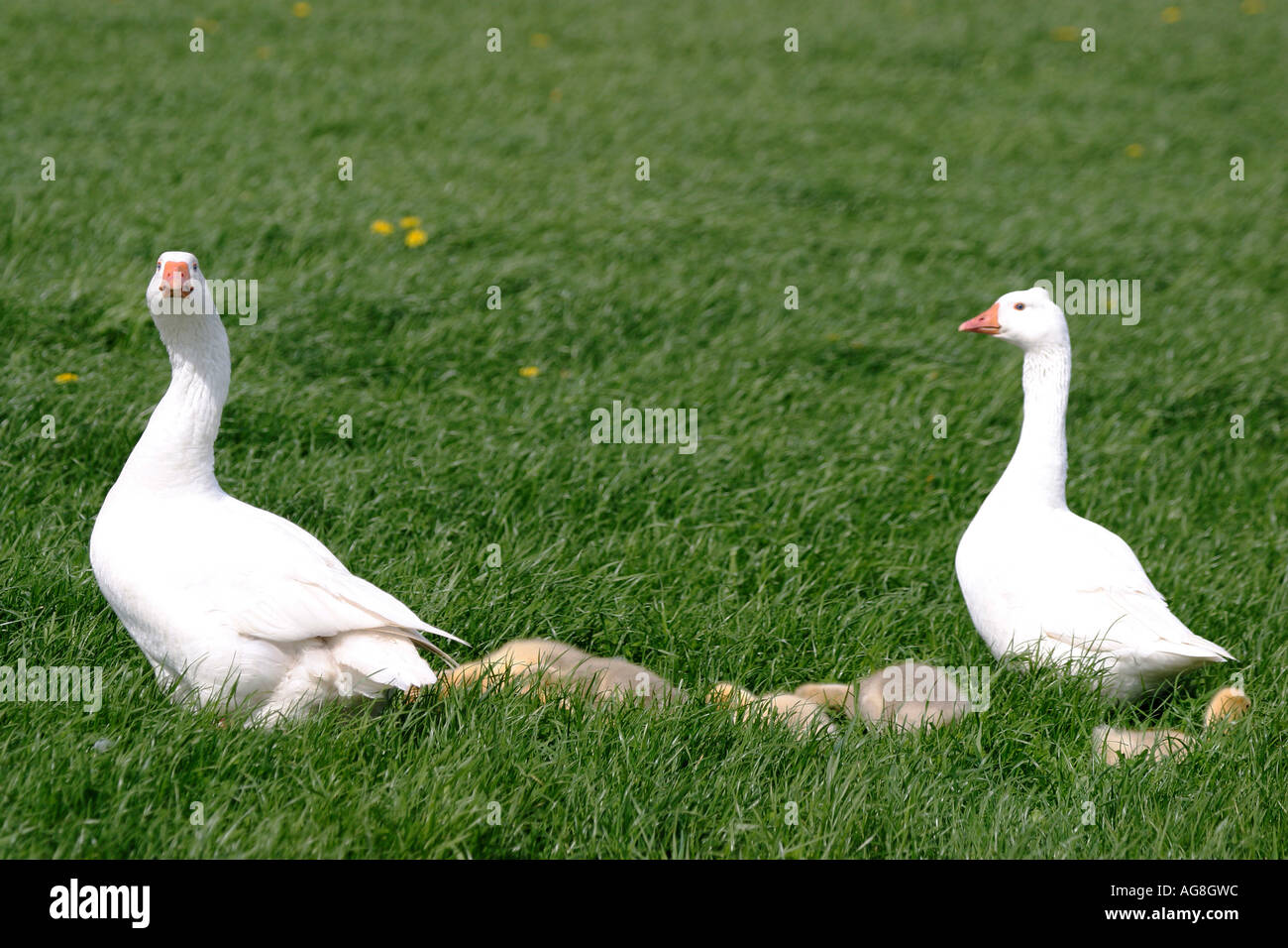 Domestic Geese with goslings, Netherlands Stock Photo - Alamy