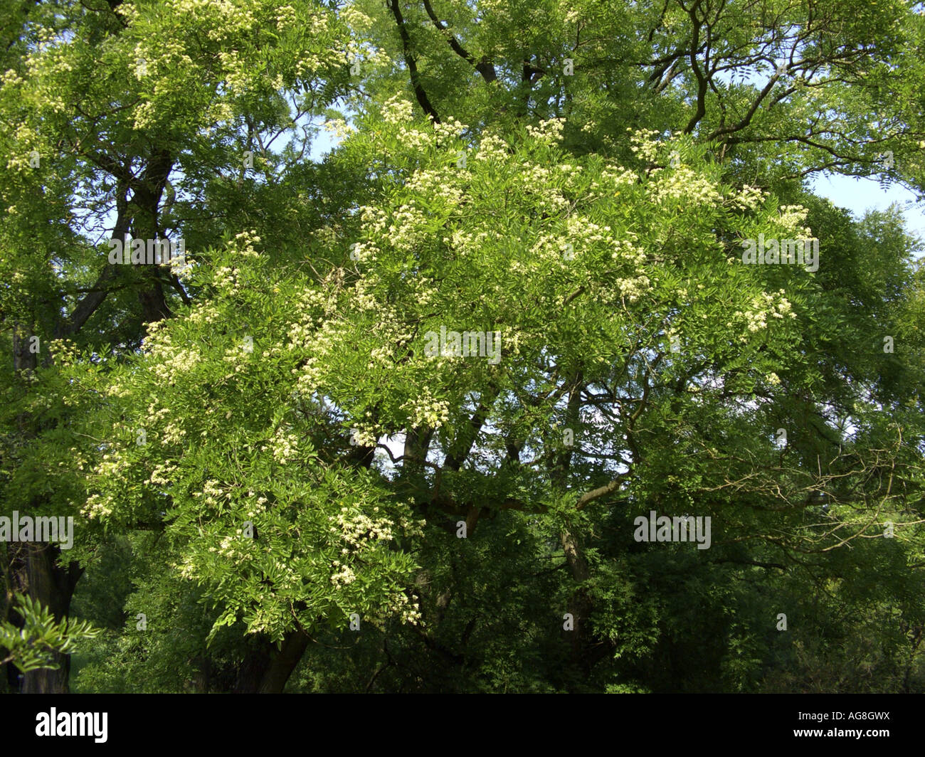 Japanese pagoda tree (Sophora japonica), blooming Stock Photo - Alamy