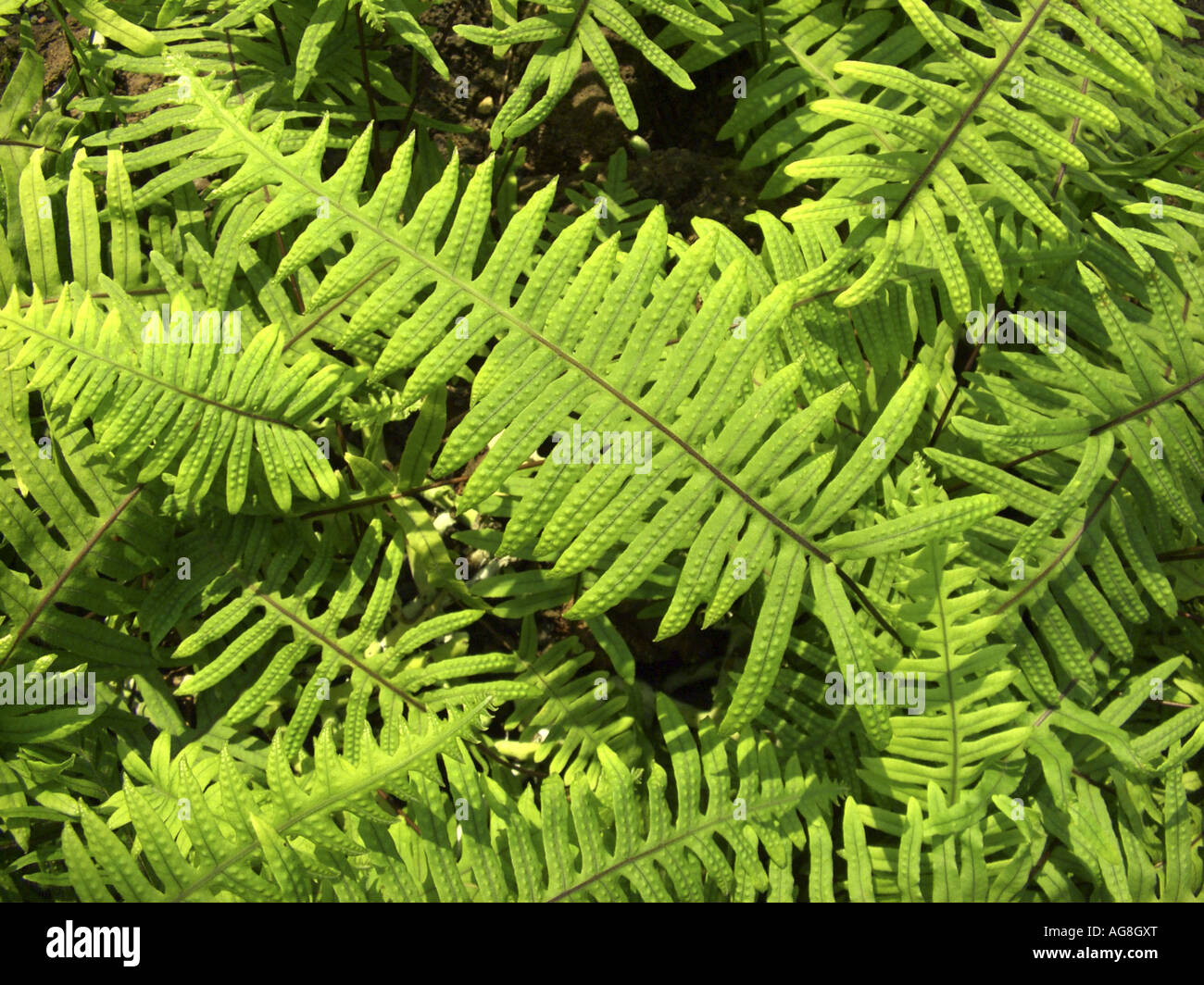 Green caterpillar fern, Green crub fern (Polypodium formosanum Stock ...