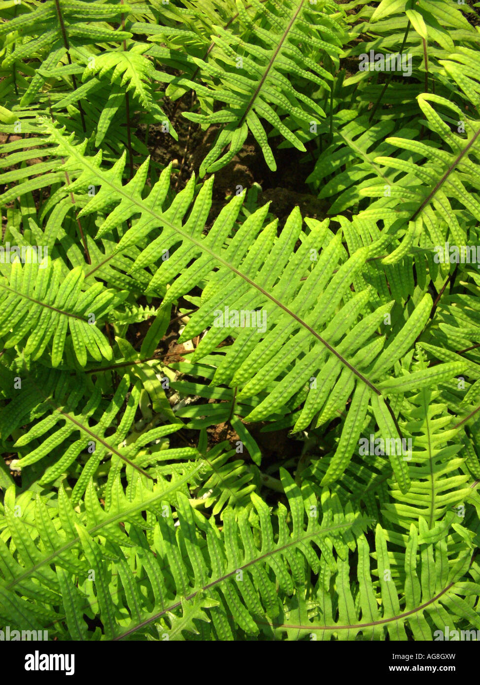 Green caterpillar fern, Green crub fern (Polypodium formosanum Stock ...