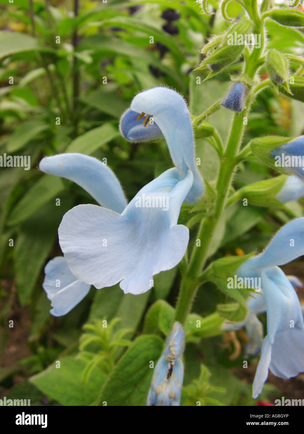Gentian sage, Blue sage (Salvia patens 'Cambridge Blue', Salvia patens ...