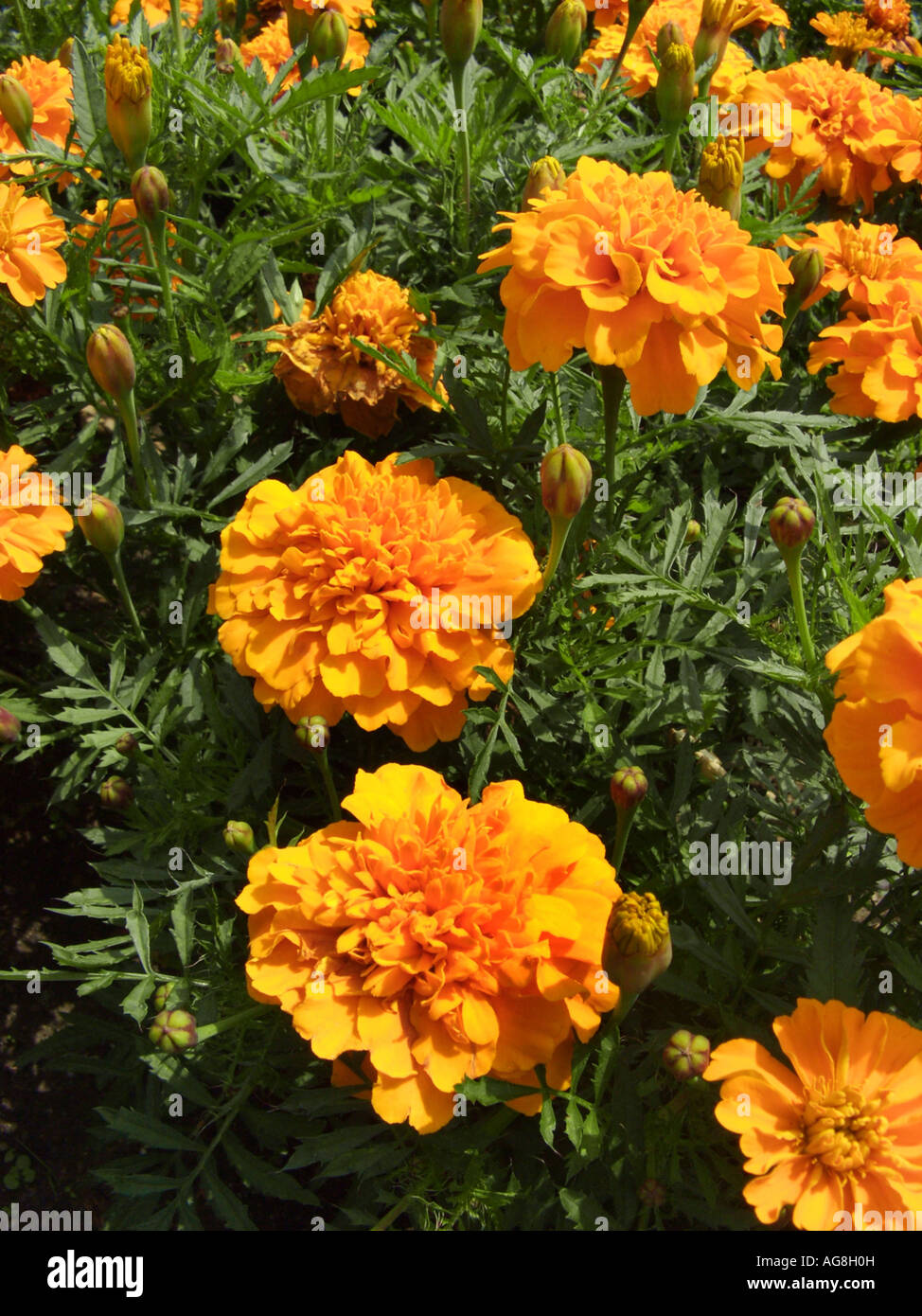 French marigold (Tagetes patula), with double flowers Stock Photo - Alamy