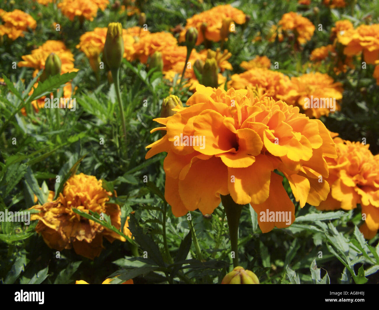 French marigold (Tagetes patula), with double flowers Stock Photo - Alamy