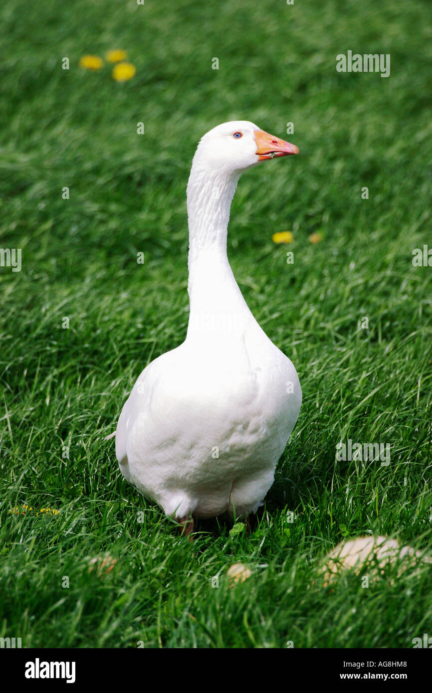 Domestic Goose, Netherlands Stock Photo - Alamy