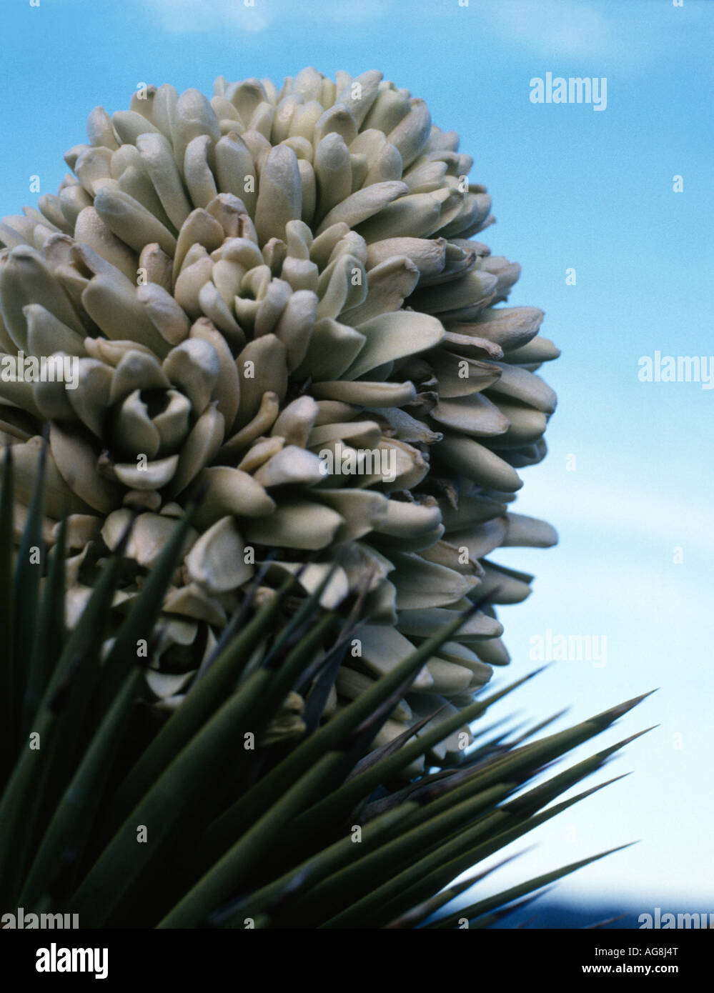 Yucca mohave desert hi-res stock photography and images - Alamy