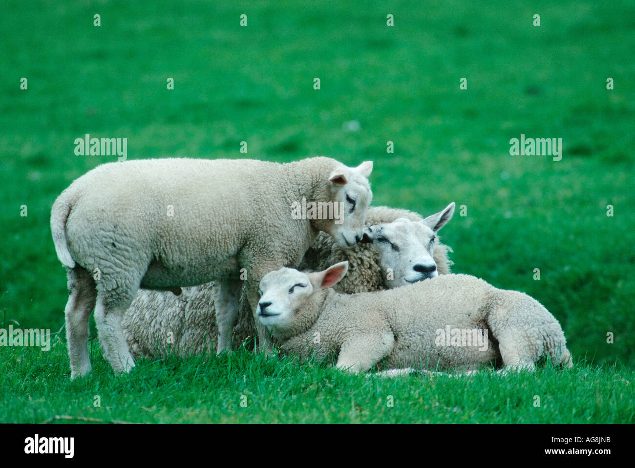 Texel Sheep with lambs, Texel, Netherlands Stock Photo - Alamy