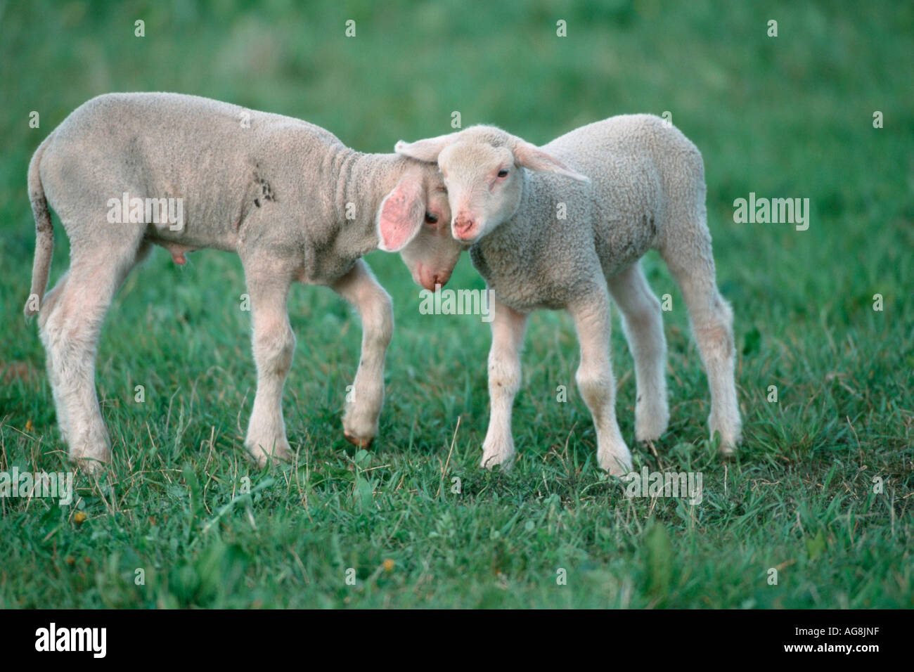 Playing lambs hi-res stock photography and images - Alamy
