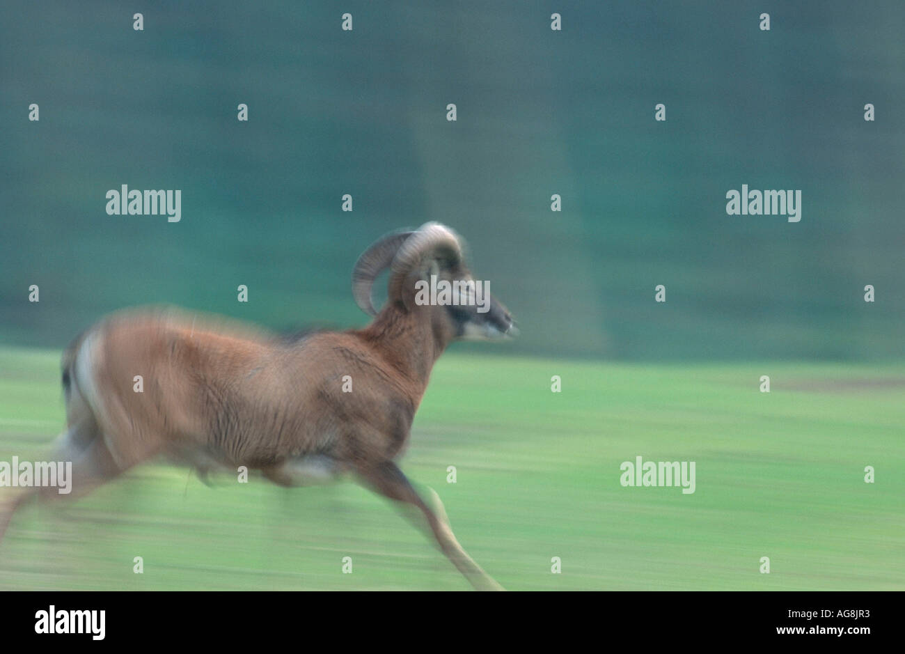 Mouflon, young ram / (Ovis ammon, Ovis orientalis Stock Photo - Alamy