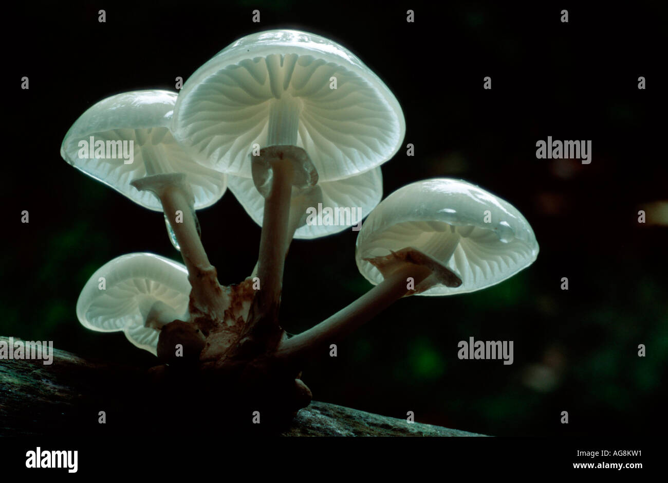 Porcelain Fungus, national park Bavarian Forest, Germany ...