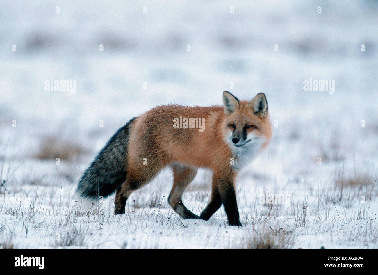 Red Fox, Churchill, Manitoba, Canada / (Vulpes vulpes Stock Photo - Alamy