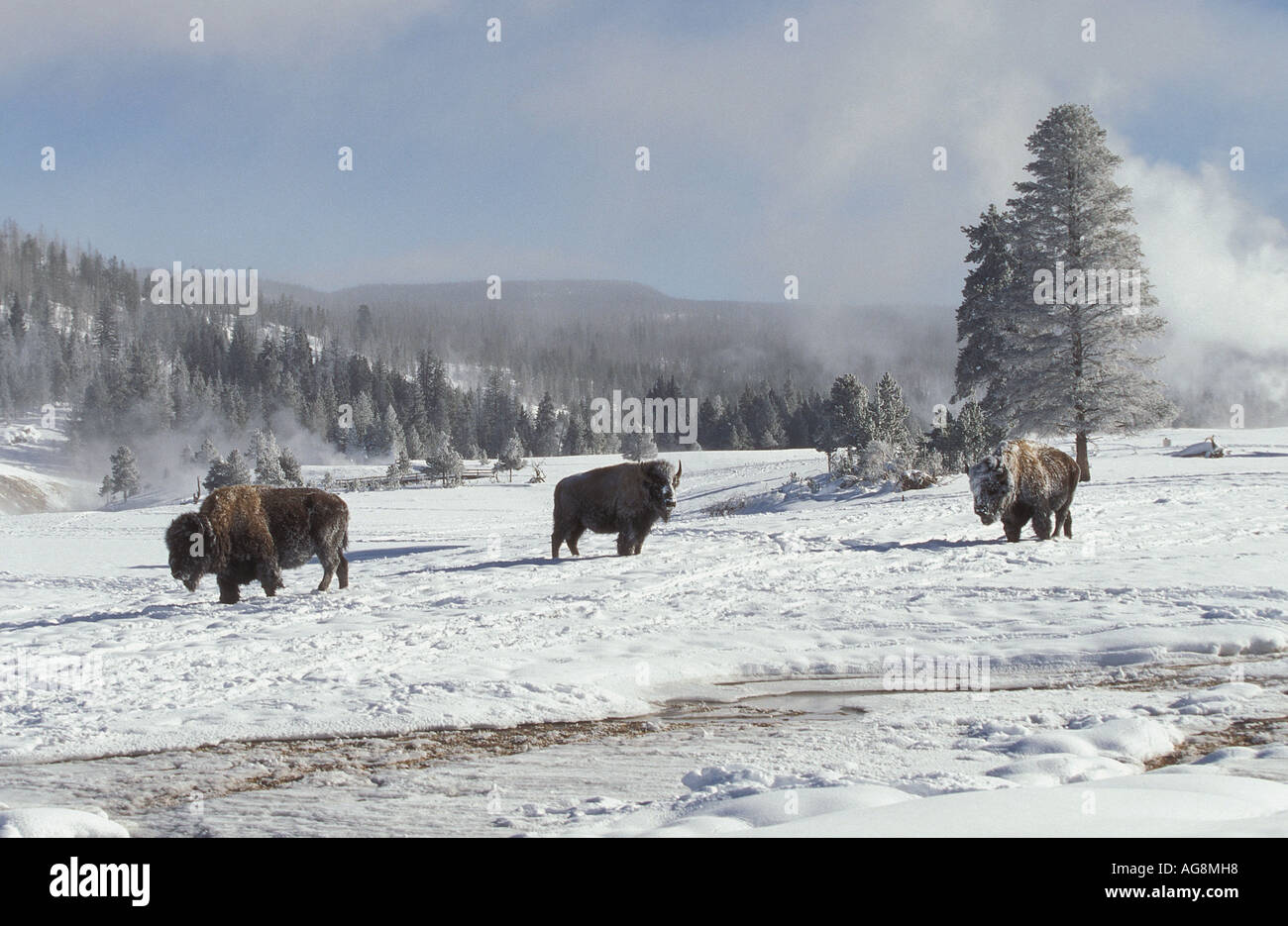 American Bisons, Yellowstone national park, USA / (Bison bison Stock ...