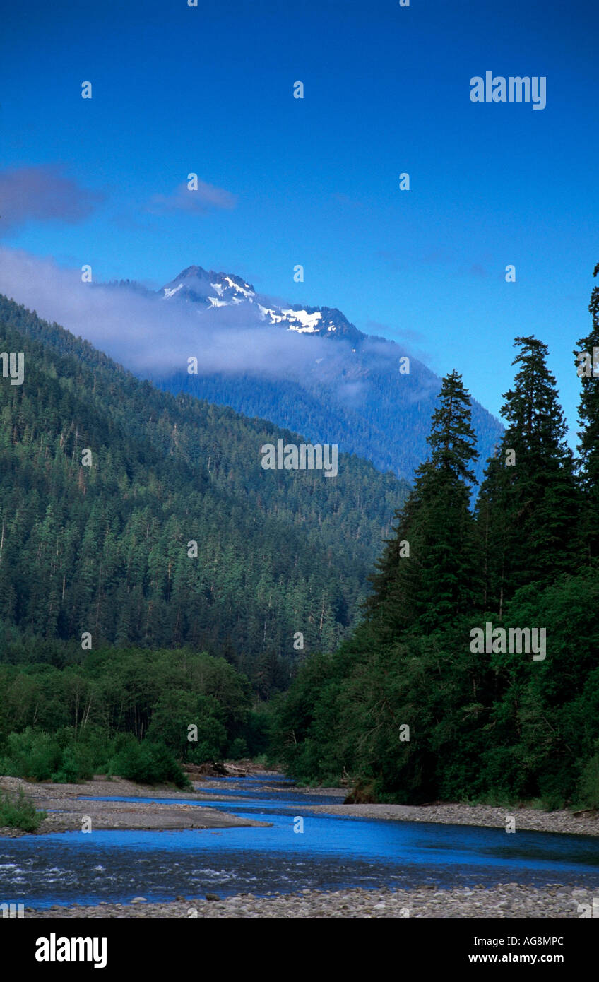 Quinault River, Olympic national park, Washington, USA Stock Photo - Alamy