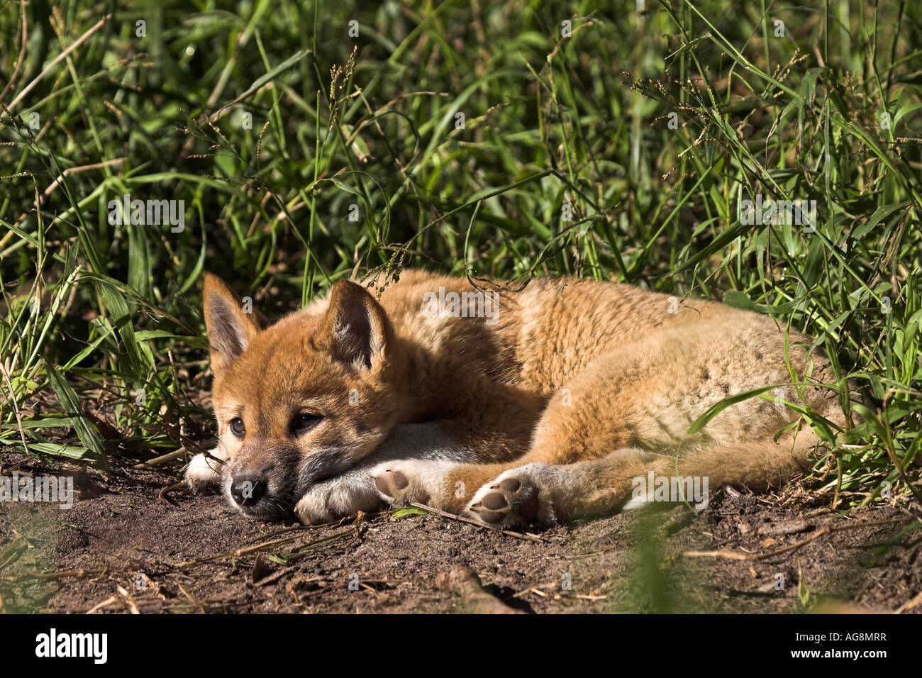 Dingo hi-res stock photography and images - Alamy