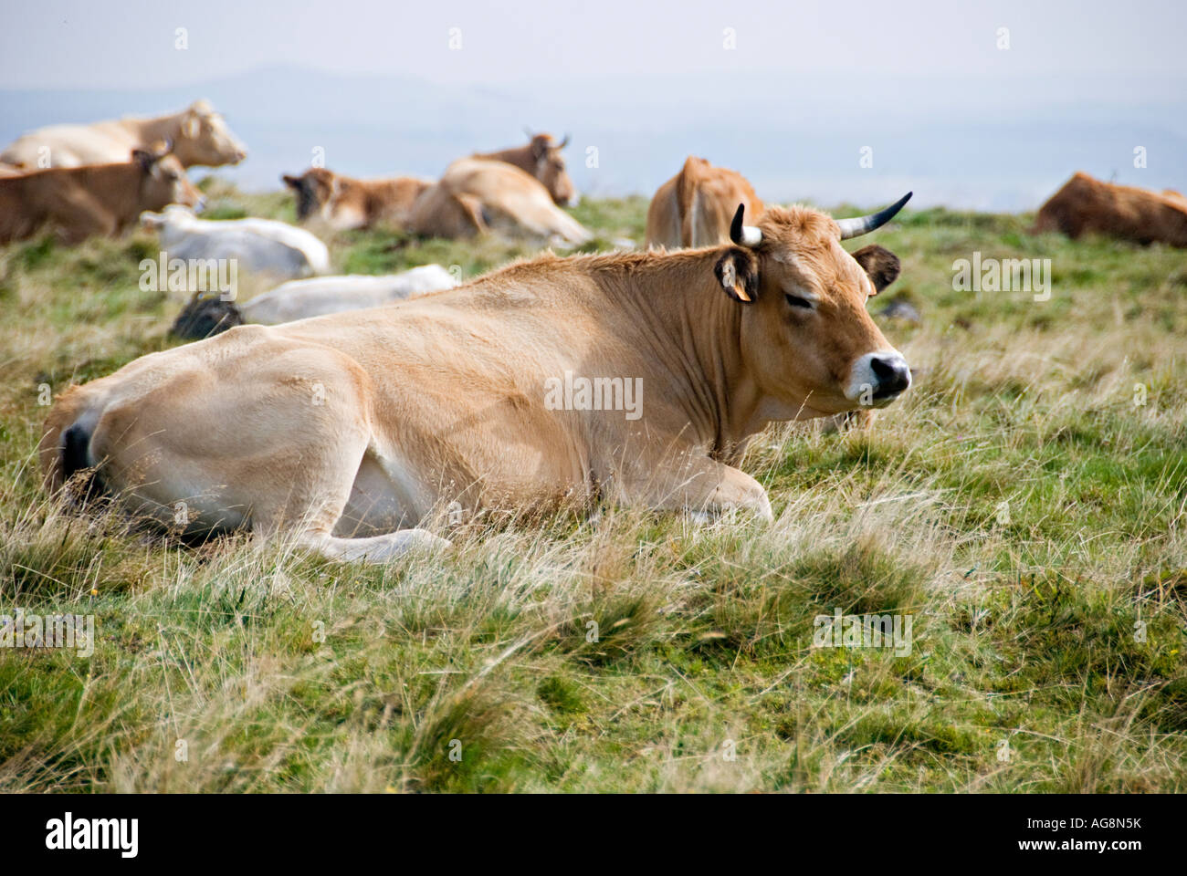 Cows in a field in Auvergne France Stock Photo - Alamy