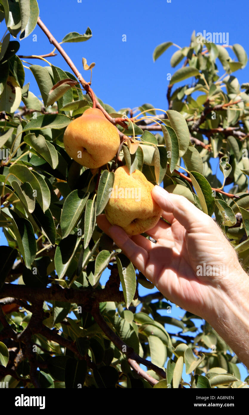 A Man's Hand Picking a Ripe Pear from a Tree Branch Stock Photo - Alamy