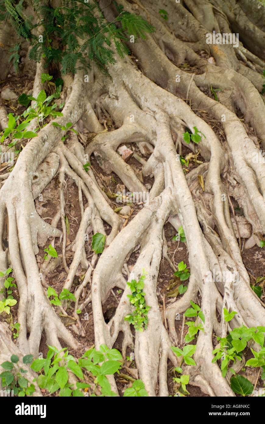 Tree Roots Thailand Sukhothai Historical Park Wat Si Sawai Stock Photo ...