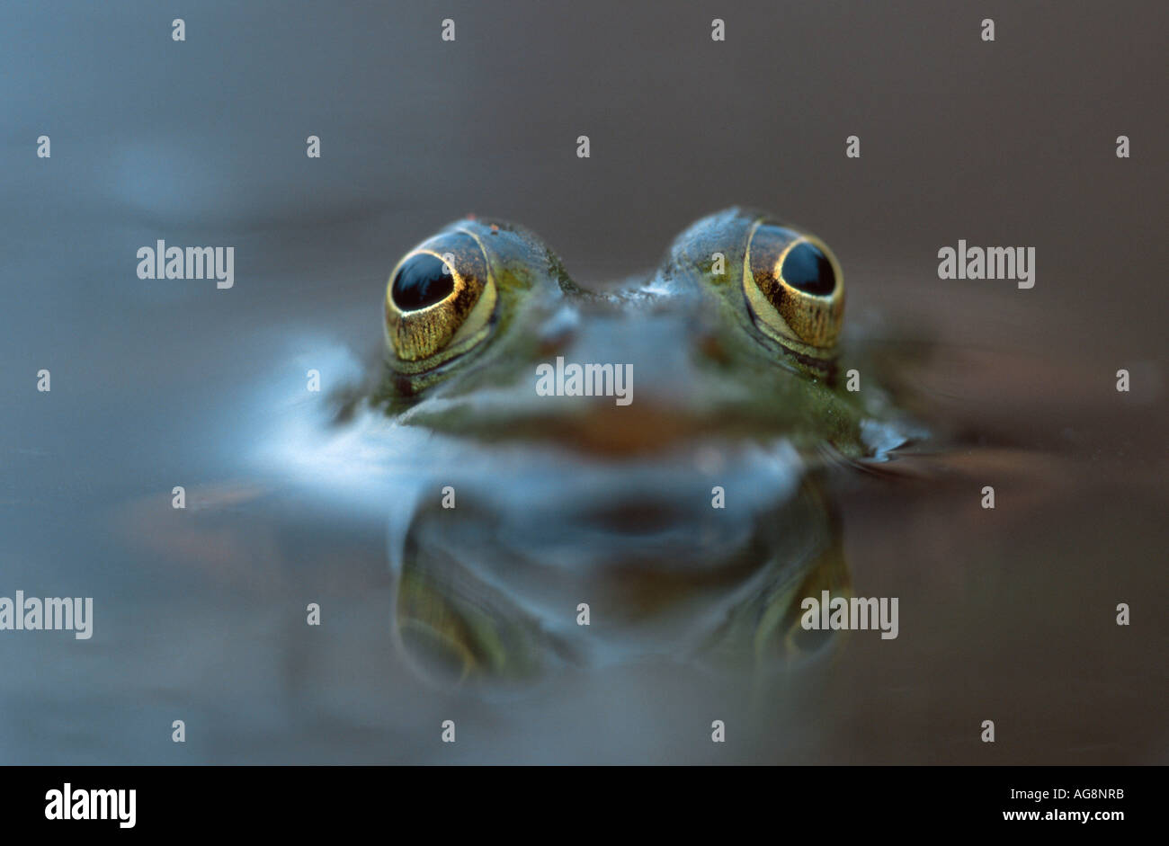 Edible Frog, North Rhine-Westphalia, Germany / (Rana esculenta Stock ...