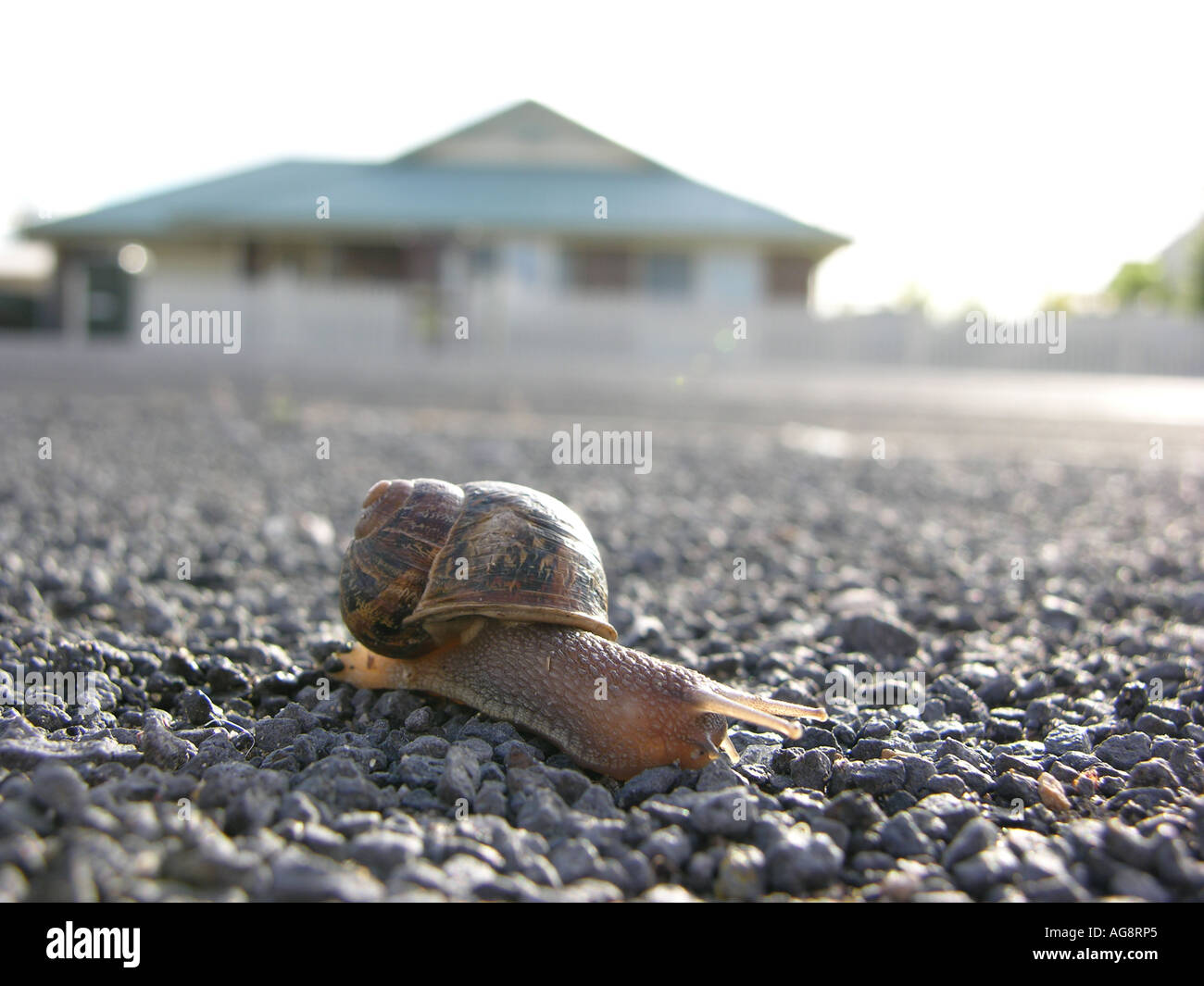 House of a snail hi-res stock photography and images - Alamy