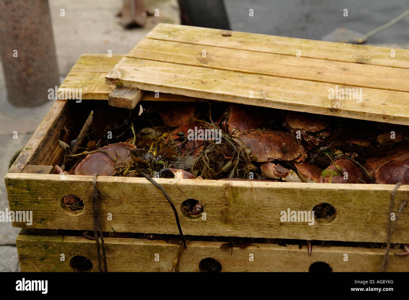 Live crabs at Bergen fish market, Fisketorget, Bergen, Norway Stock ...