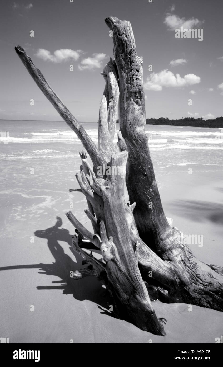 Driftwood On Beach, Day Stock Photo - Alamy