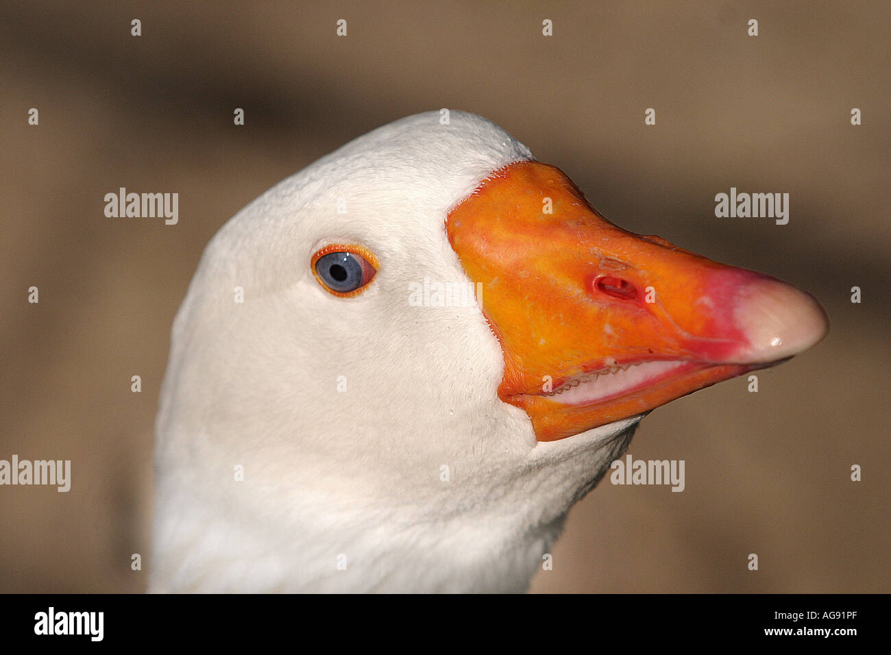 Goose heads hi-res stock photography and images - Alamy