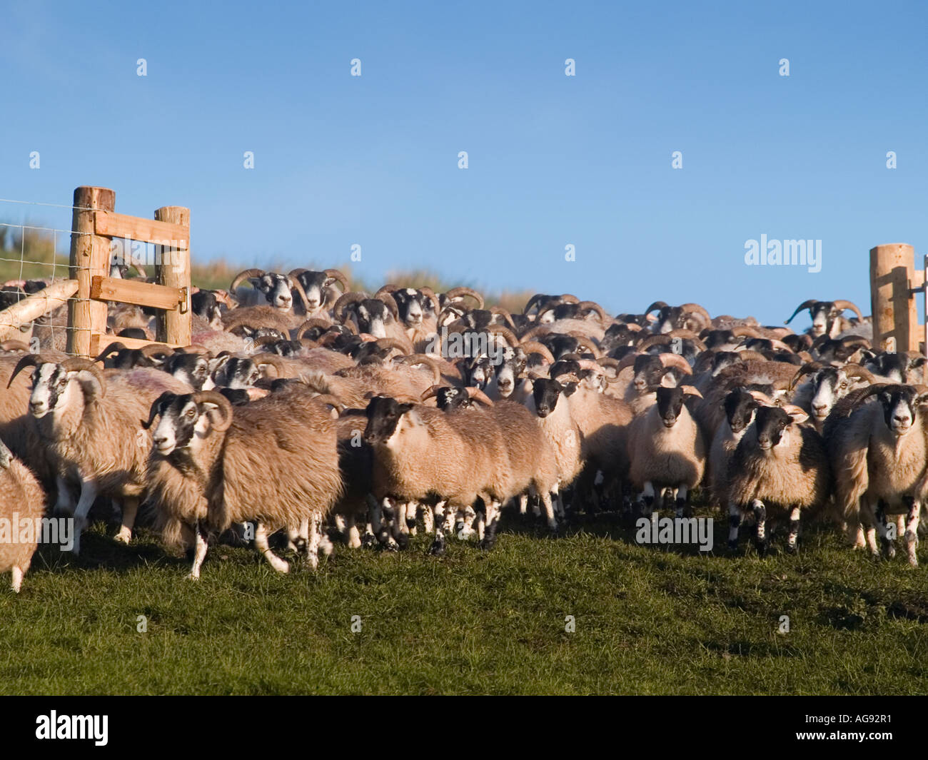 Sheep flock britain hi-res stock photography and images - Alamy