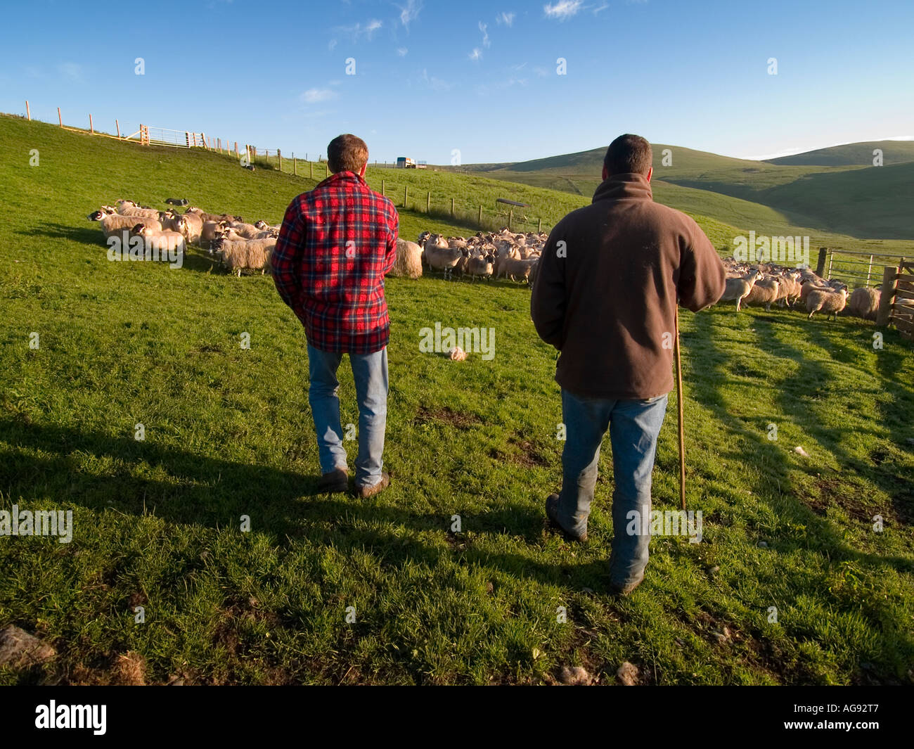 Shepherds check a flock of Blackface sheep Stock Photo - Alamy