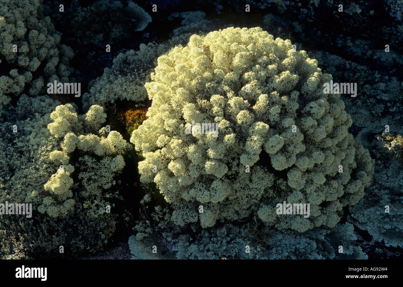 Iceland moss on granite, Canada Stock Photo - Alamy