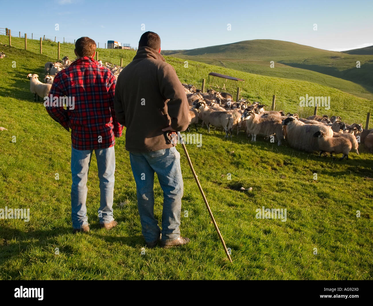 Shepherds check a flock of Blackface sheep Stock Photo - Alamy