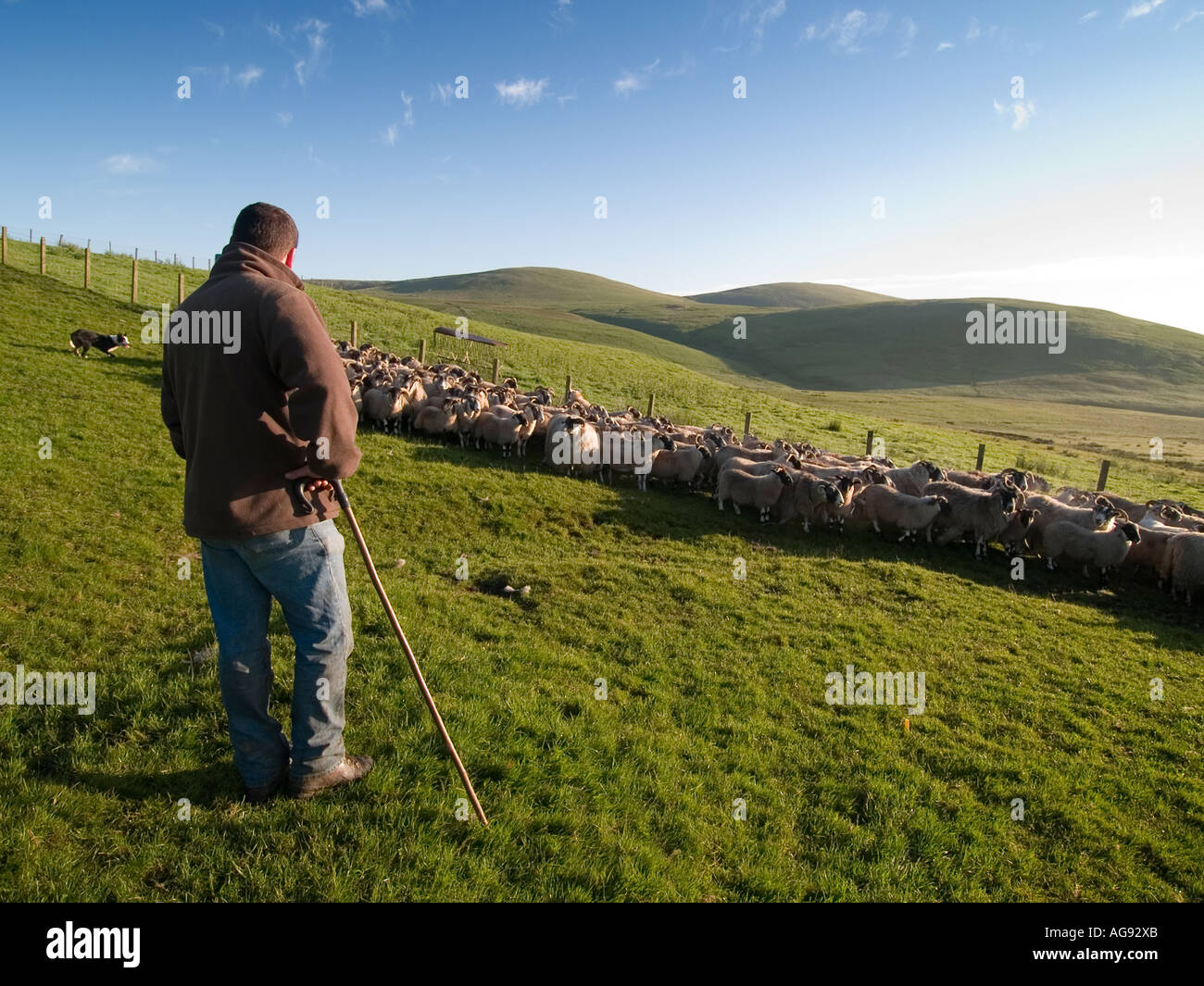 Shepherds checks his flock of Blackface sheep Stock Photo - Alamy