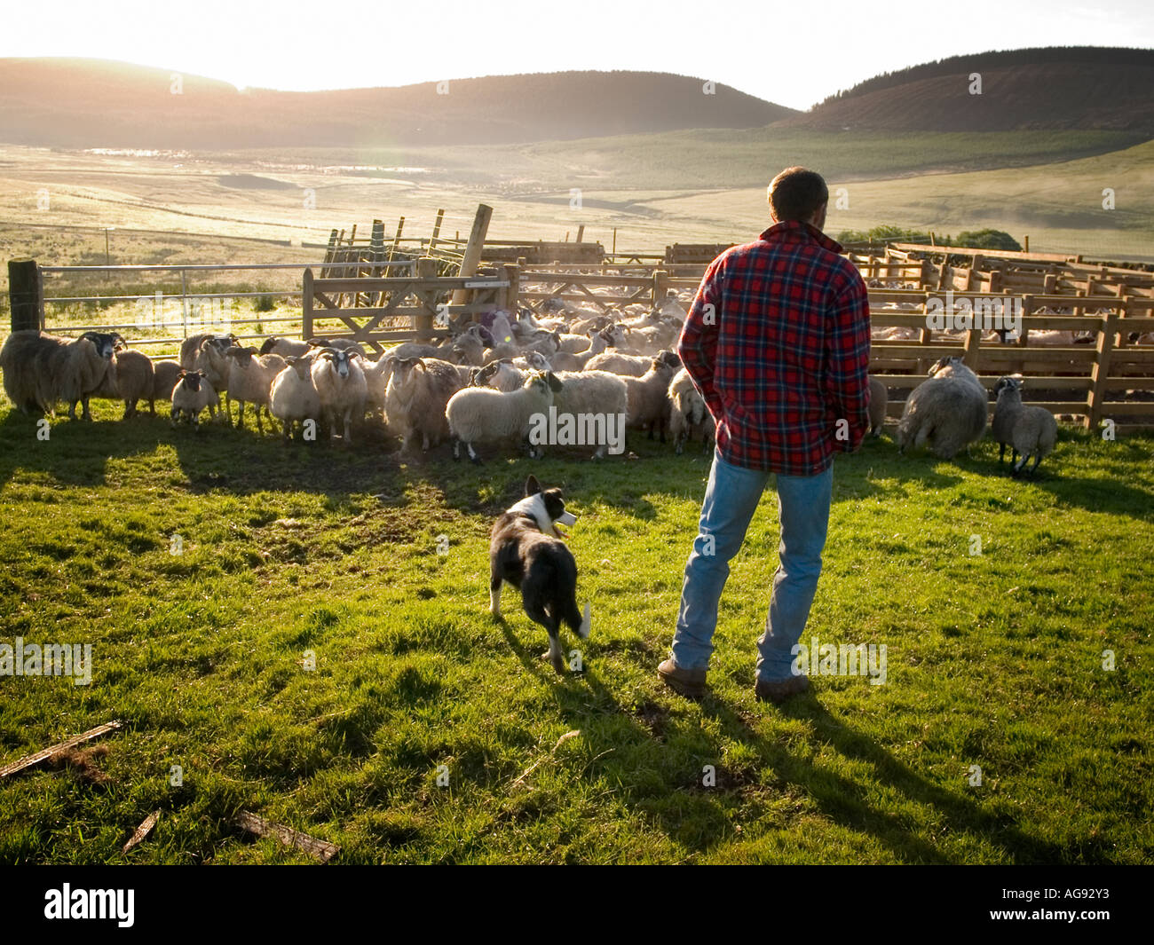 Shepherds checks his flock of Blackface sheep Stock Photo - Alamy