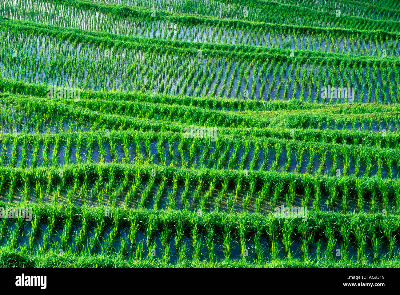 Rice growing in terraces on the island of Bali in Indonesia in ...
