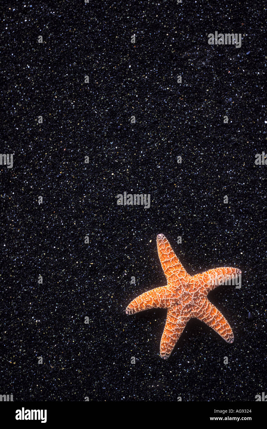 Starfish stranded on beach hi-res stock photography and images - Alamy