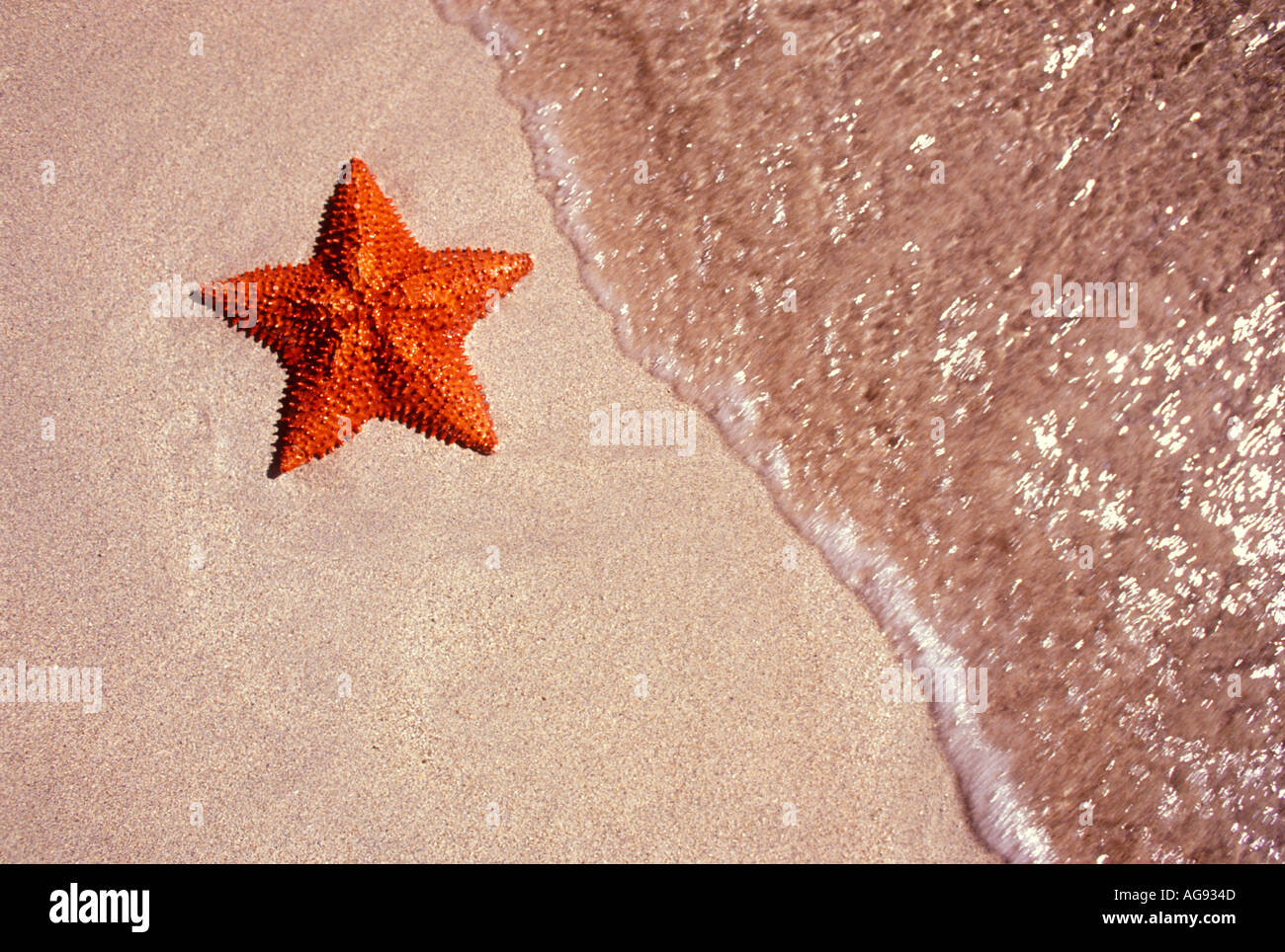 Starfish on beach hi-res stock photography and images - Alamy
