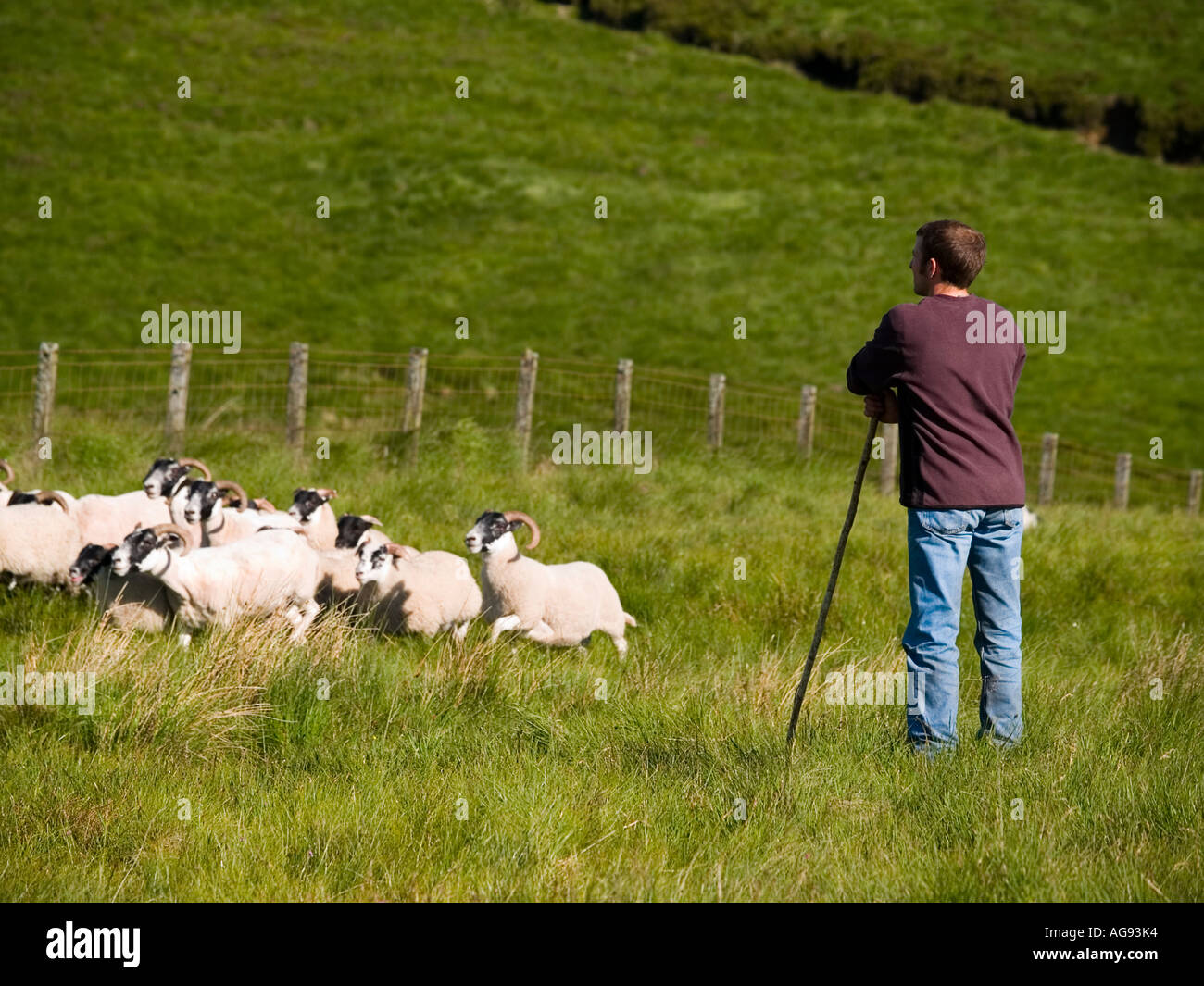 Scottish shepherd hi-res stock photography and images - Alamy