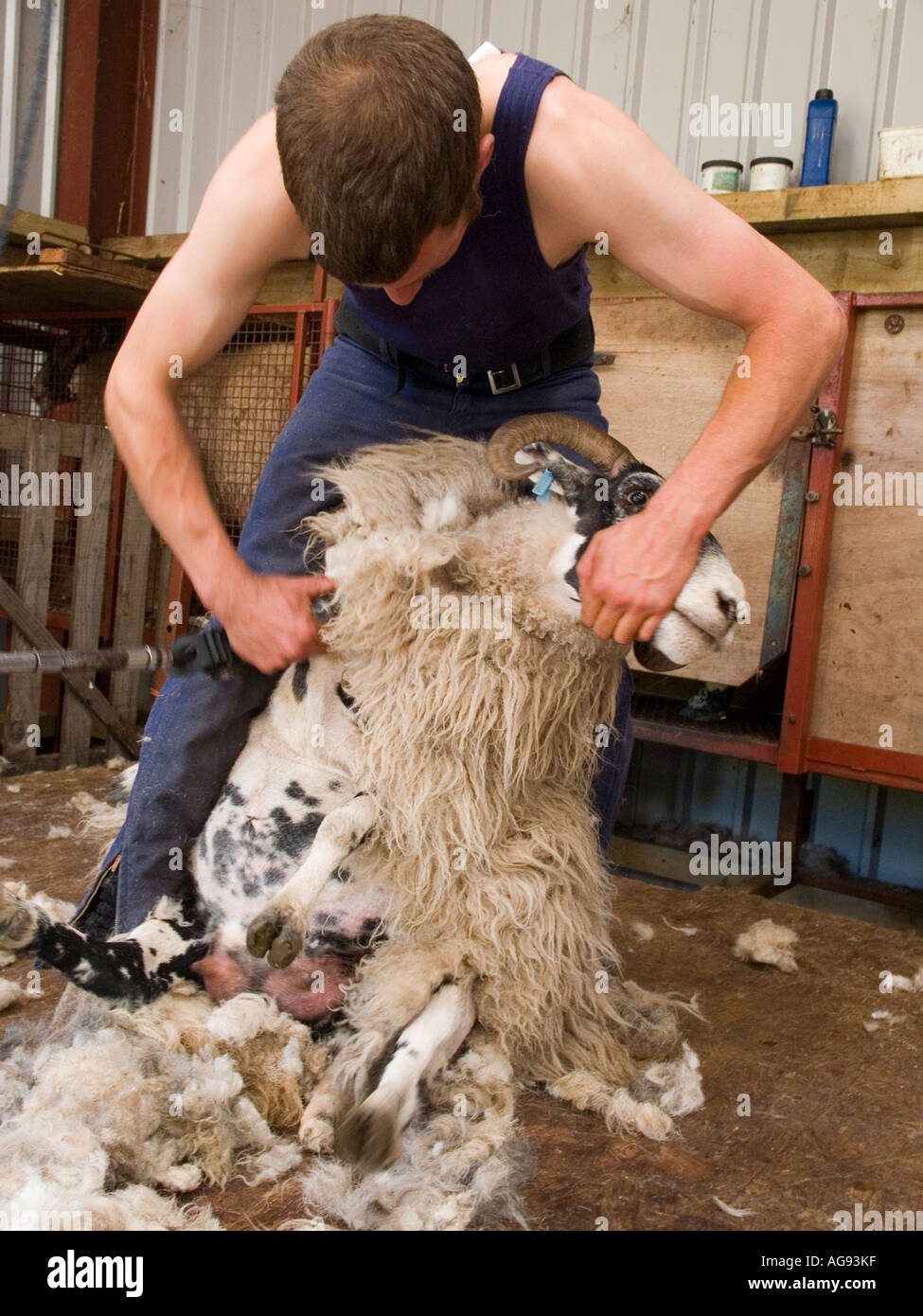 Shepherd shearing Blackface sheep Stock Photo - Alamy